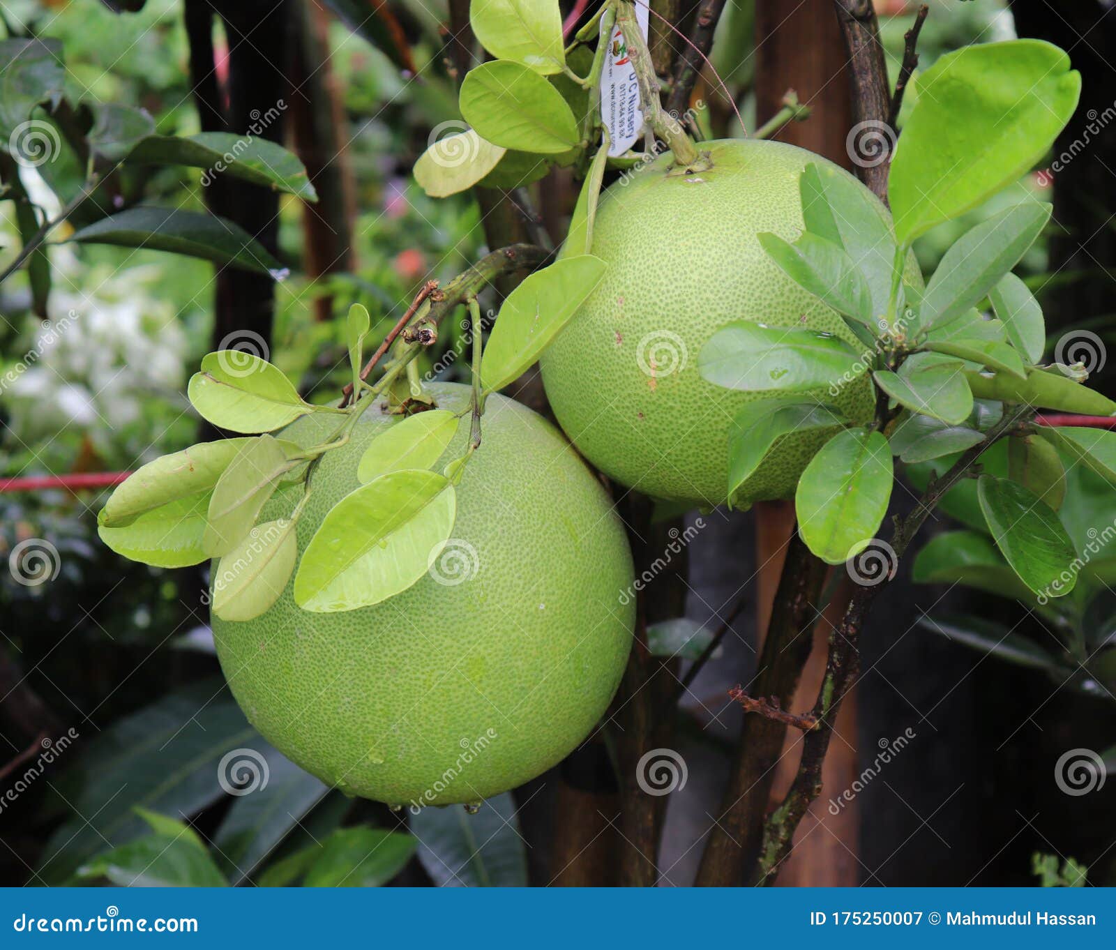 Pomelo Fruit in the Tree. Helthy Green Pomelo Fruit Stock Image - Image ...