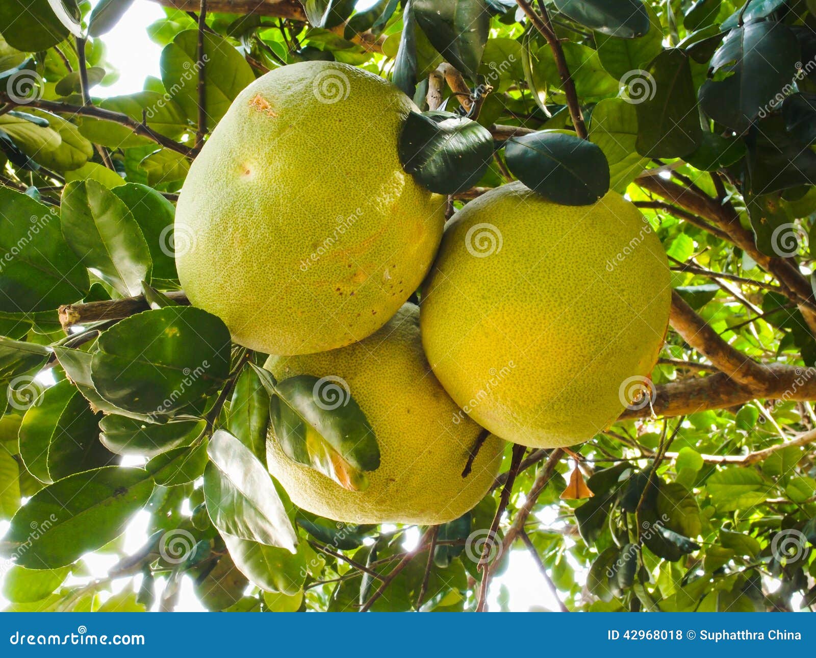 Pomelo fruits stock photo. Image of plant, fruits, tree - 42968018