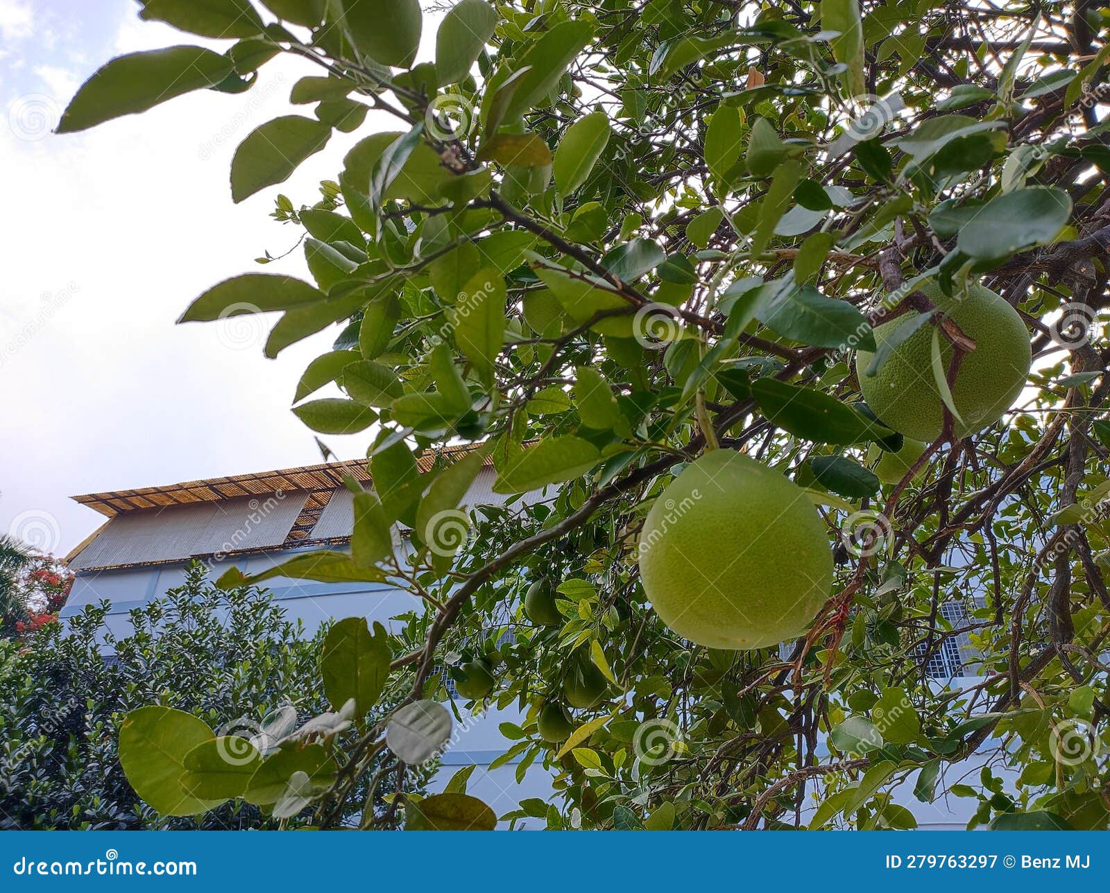 Pomelo Fruits Hanging on the Tree Stock Image - Image of nature, berry ...