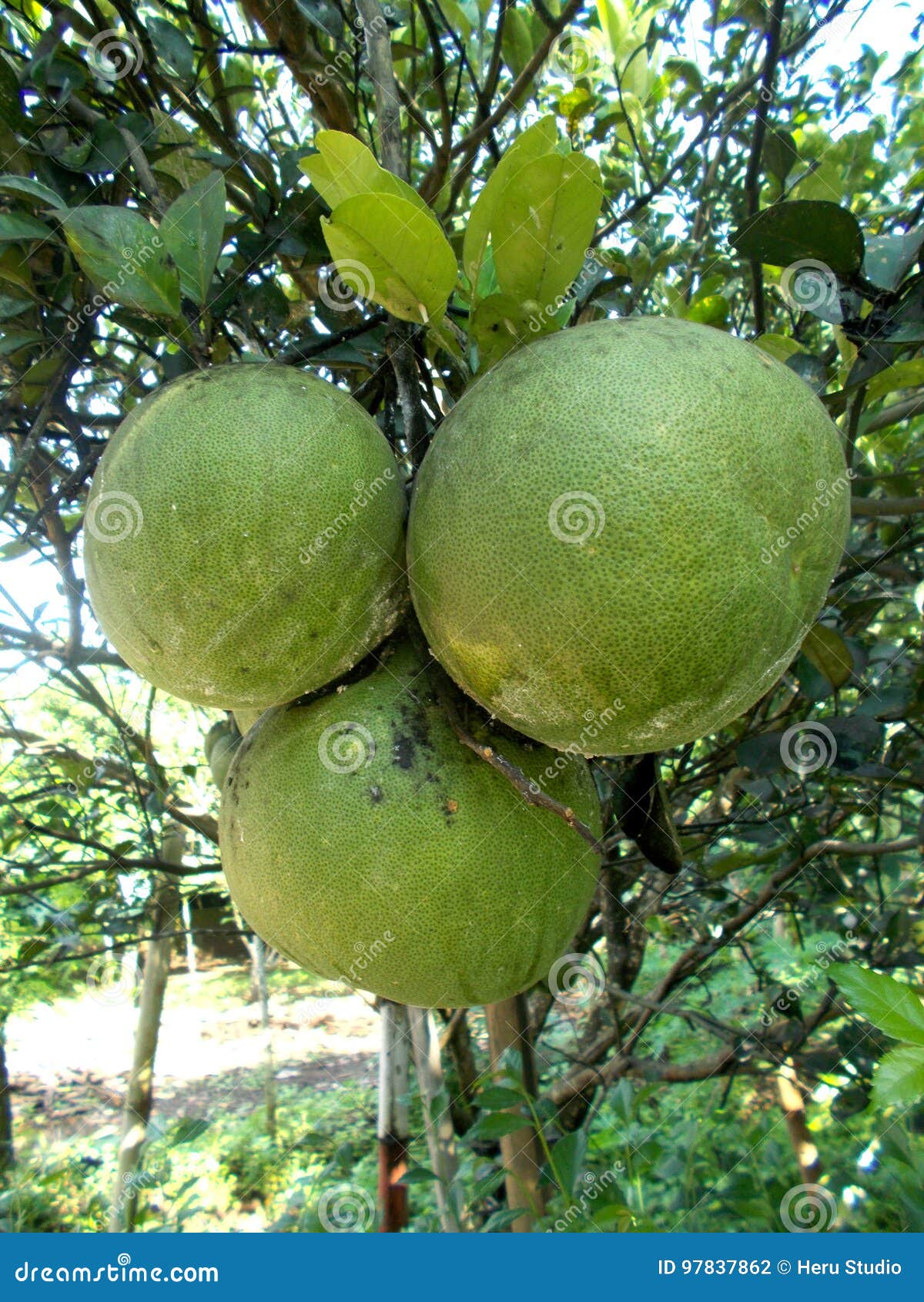 Pomelo fruits and tree stock photo. Image of eating, botany - 97837862