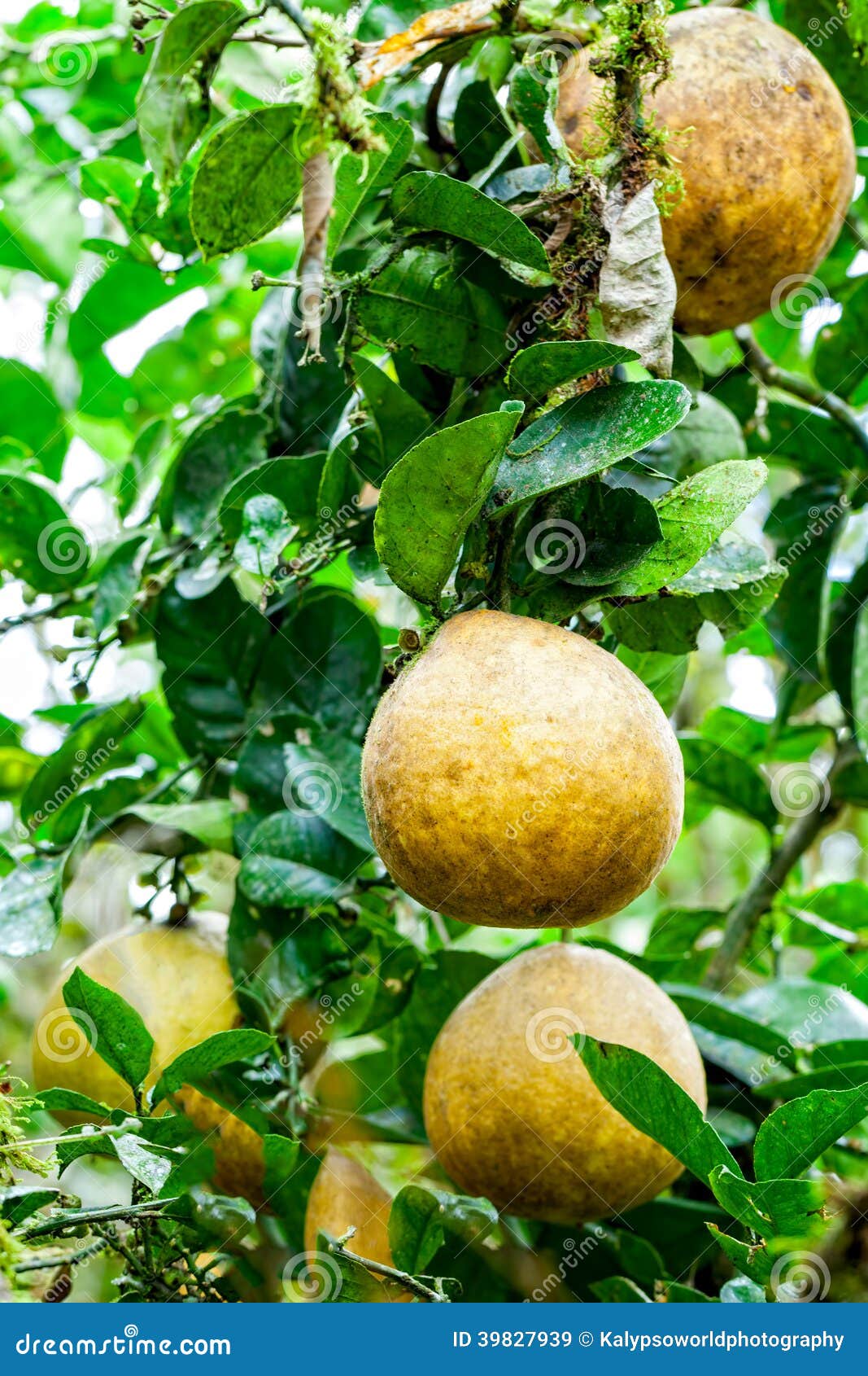 Pomelo Fruit Outdoor stock image. Image of food, harvest - 39827939
