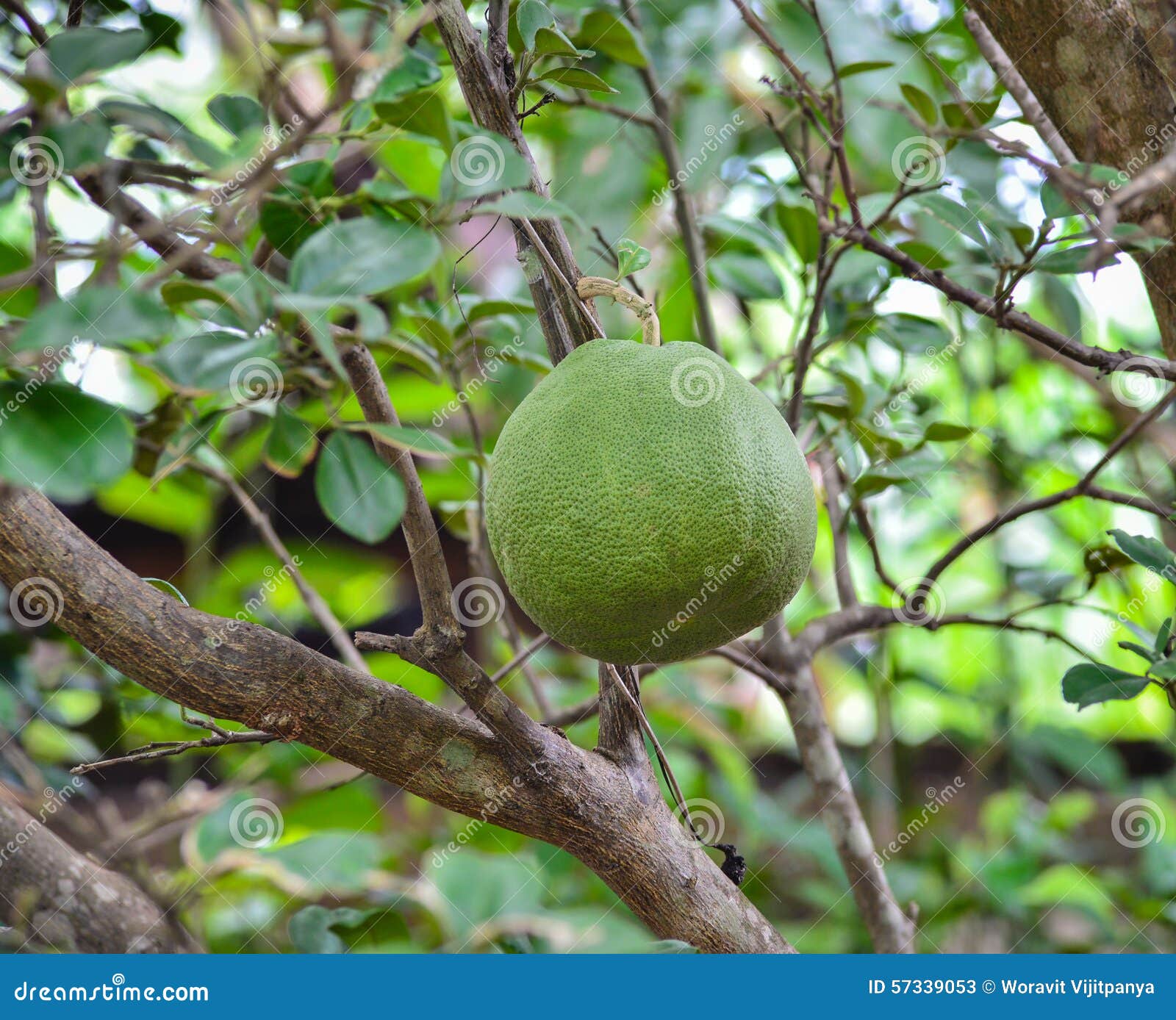 Pomelo - fruta del pomelo imagen de archivo. Imagen de tropical - 57339053