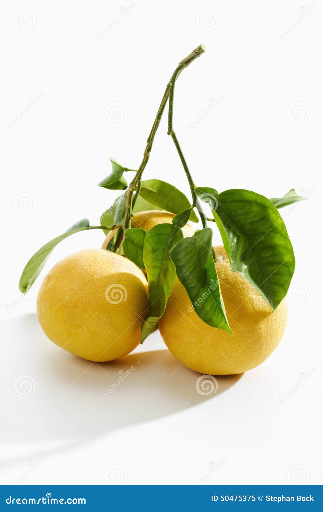 Pomelo Grapefruits with Stem and Leaves Stock Image - Image of food ...