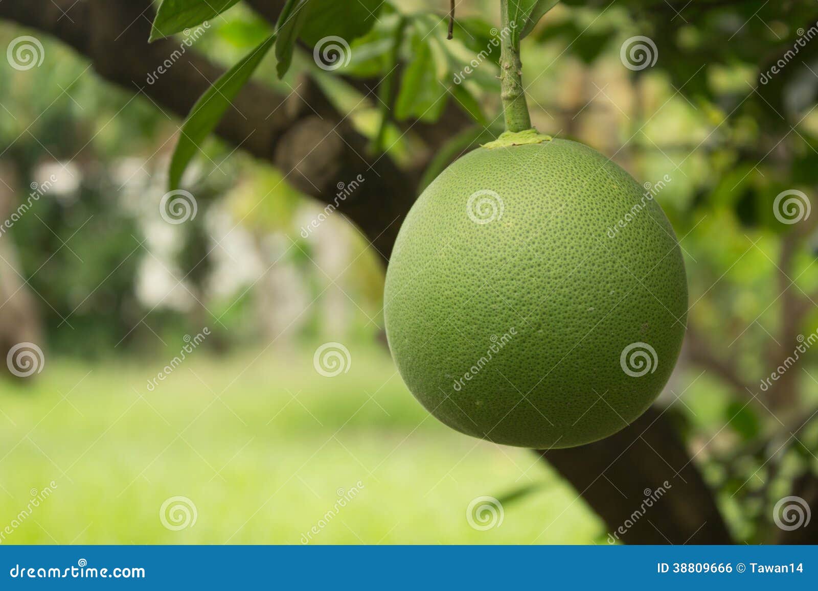 Pomelo stock photo. Image of fruit, drink, food, tropical - 38809666