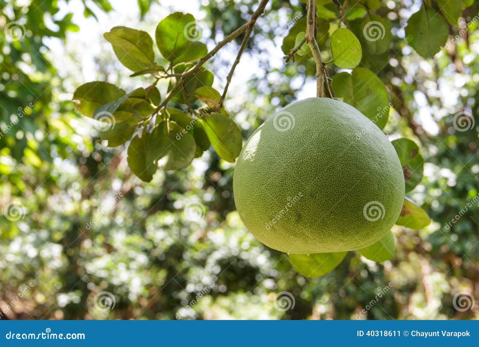 Pomelo stock image. Image of market, exotic, background - 40318611