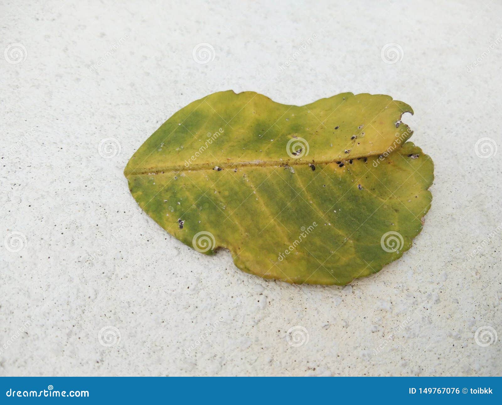 Pomelo Leaf with Mealy Bugs Stock Photo - Image of floorn, bugs: 149767076