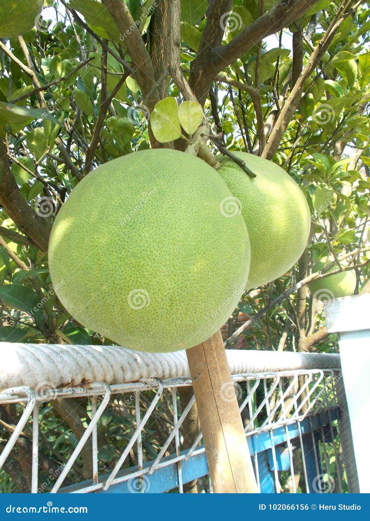 Pomelo Pummelo Tree and Fruit Stock Photo - Image of citrus, growth ...