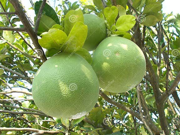Pomelo Pummelo Fruit and Tree 2. Closeups . Stock Photo - Image of ...