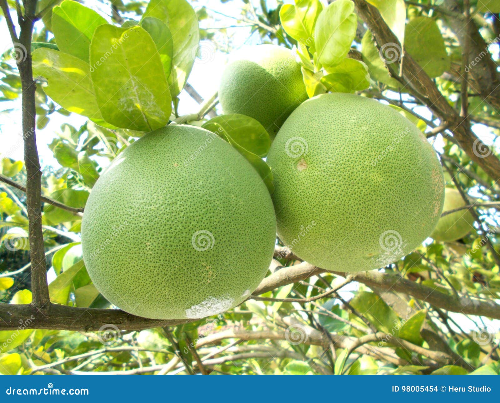 Pomelo pummelo stock photo. Image of delicious, feed - 98005454