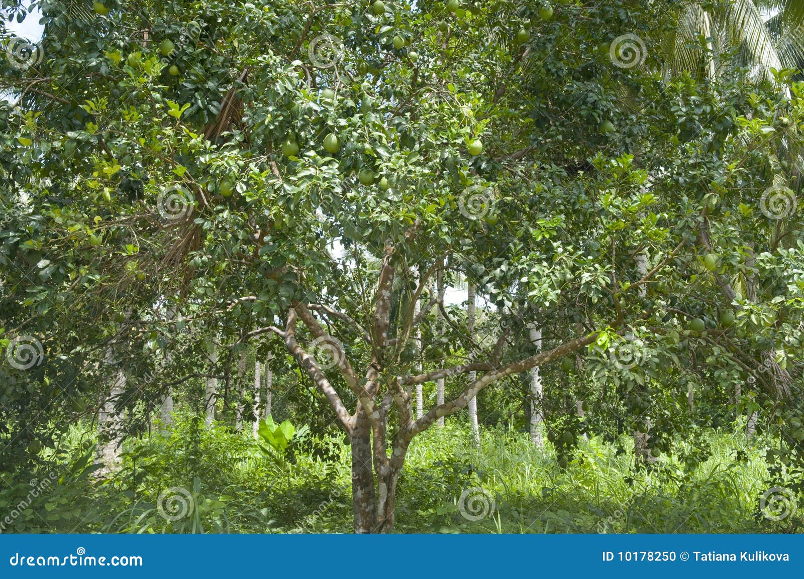 Pomelo tree stock photo. Image of grapefruits, growing - 10178250