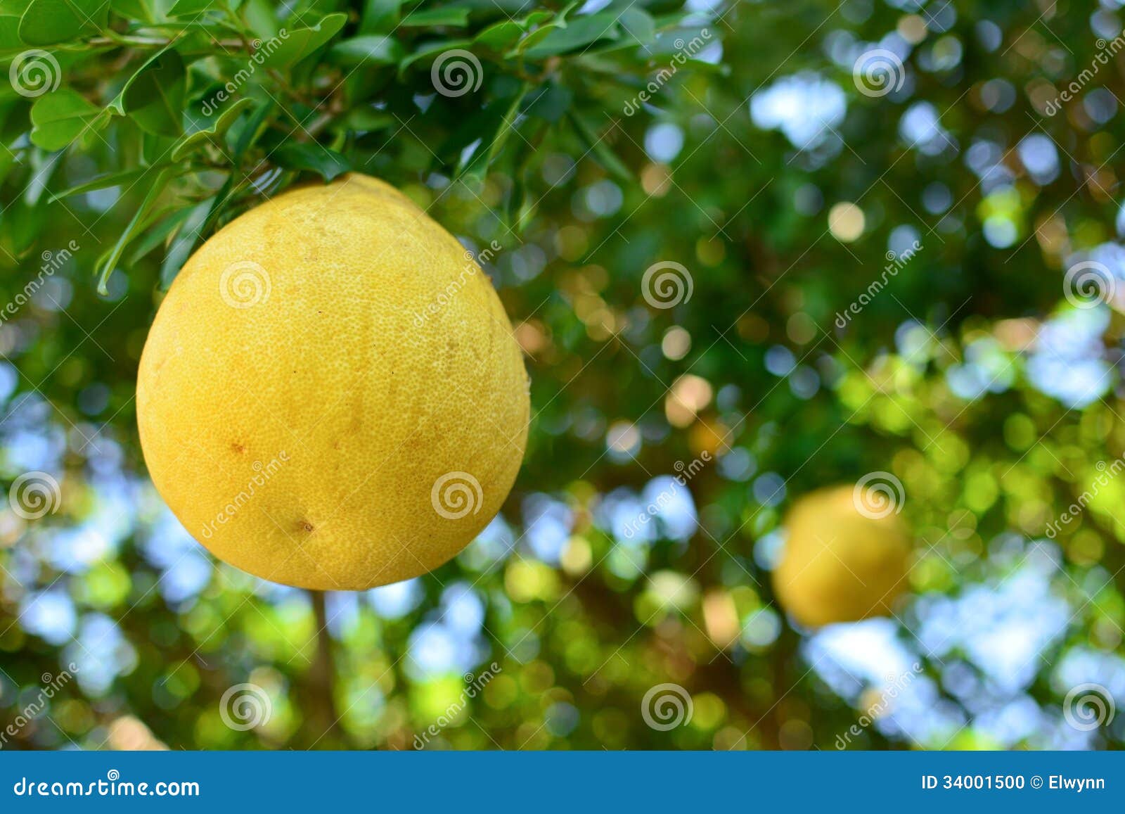 Pomelo on a tree stock photo. Image of citric, colorful - 34001500