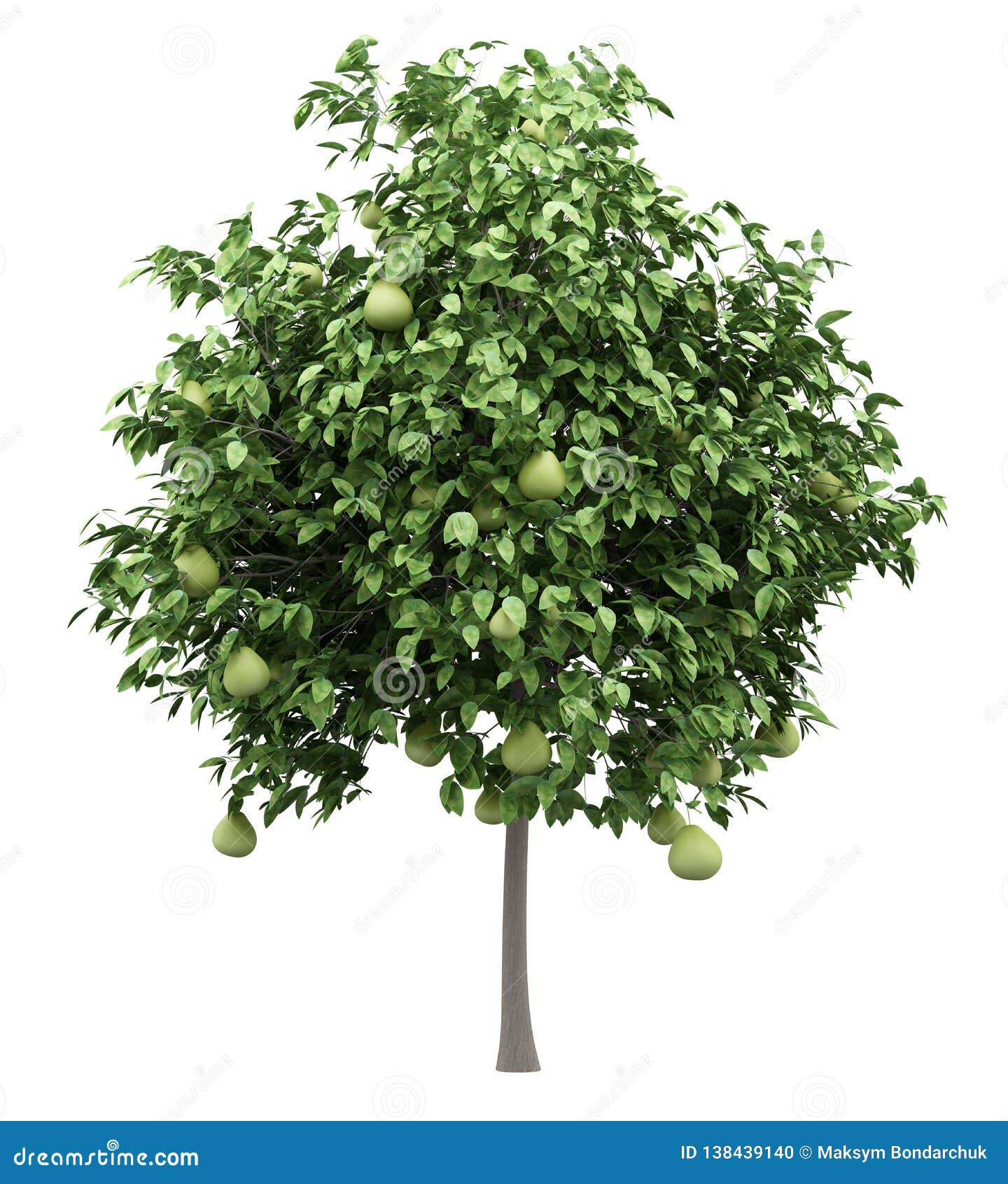 Pomelo Tree With Fruits Isolated On White. Top View Stock Photography ...
