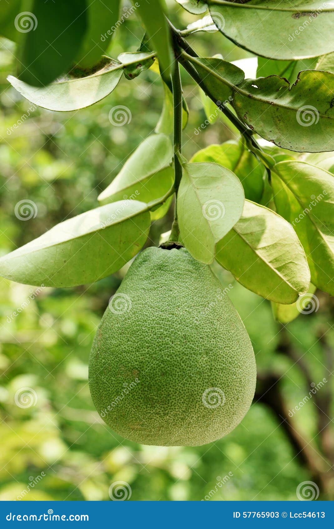 Pomelo tree stock image. Image of green, sweet, tropical - 57765903