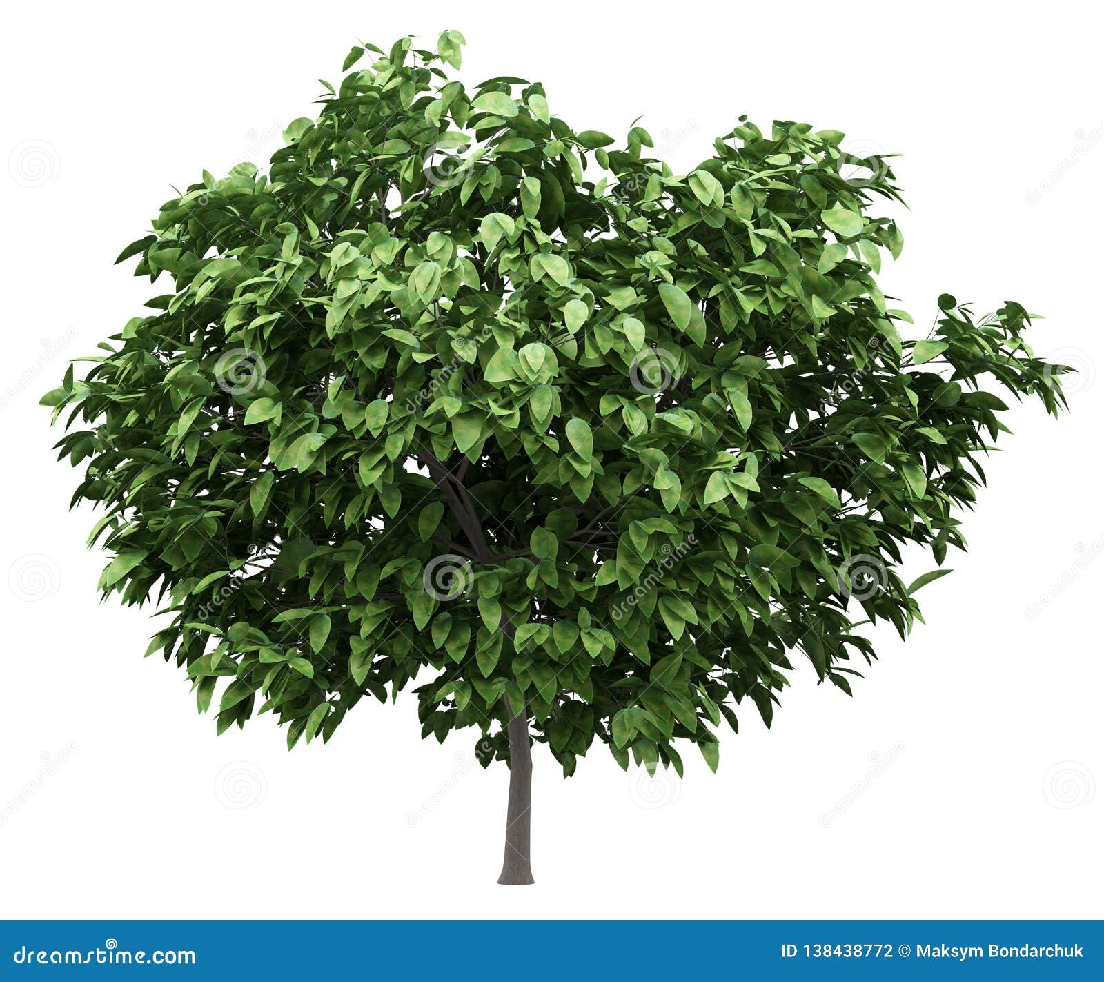 Pomelo Tree Isolated On White. Top View Royalty-Free Stock Photography ...