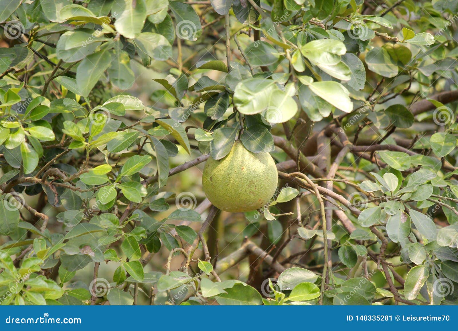 Pomelo on Tree in Organic Farm Stock Image - Image of market, grocery ...