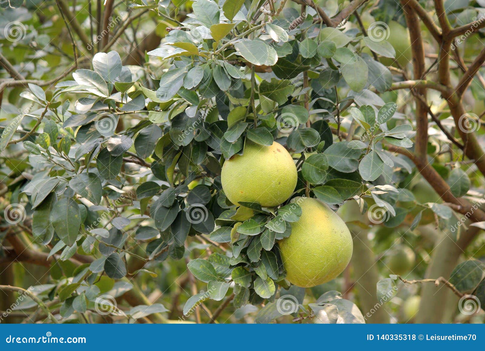 Pomelo on Tree in Organic Farm Stock Photo - Image of fresh, vitamin ...