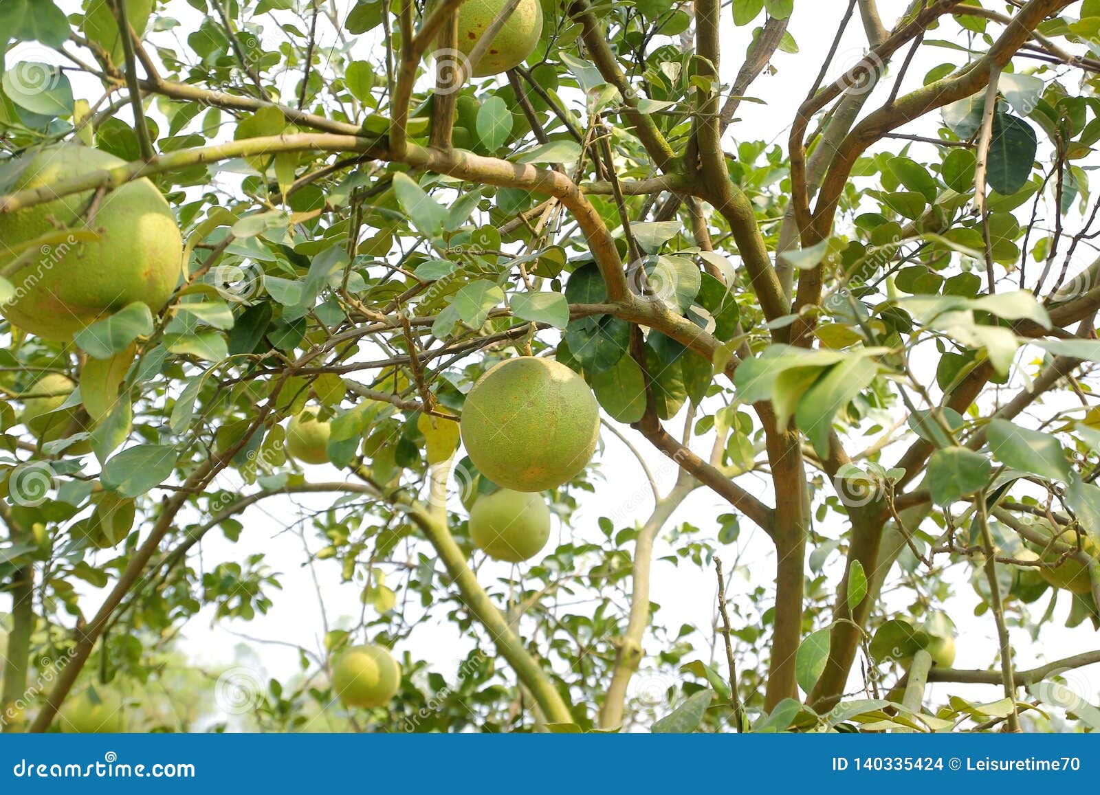 Pomelo on Tree in Organic Farm Stock Photo - Image of food, vegetable ...