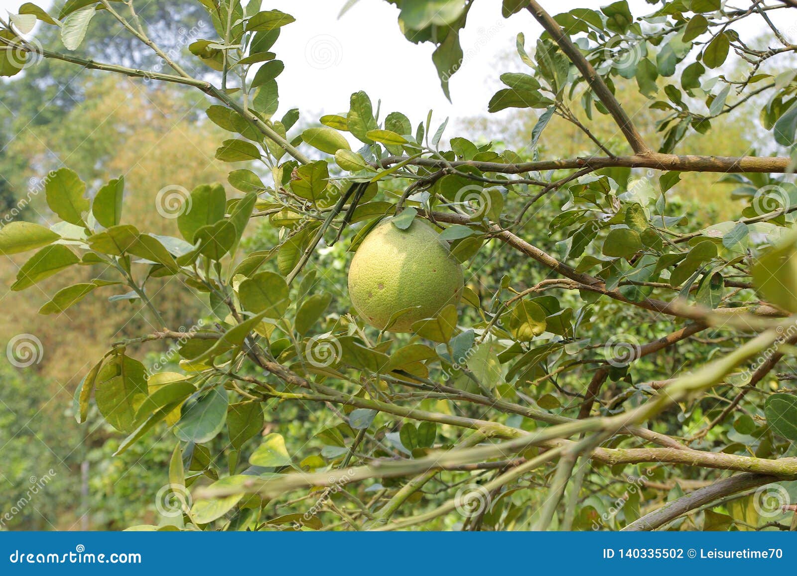 Pomelo on Tree in Organic Farm Stock Photo - Image of healthy, health ...