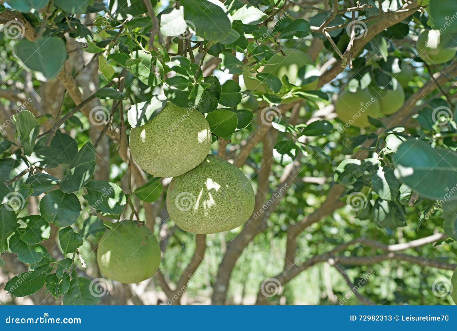 Pomelo on Tree in Organic Farm Stock Image - Image of grocery ...