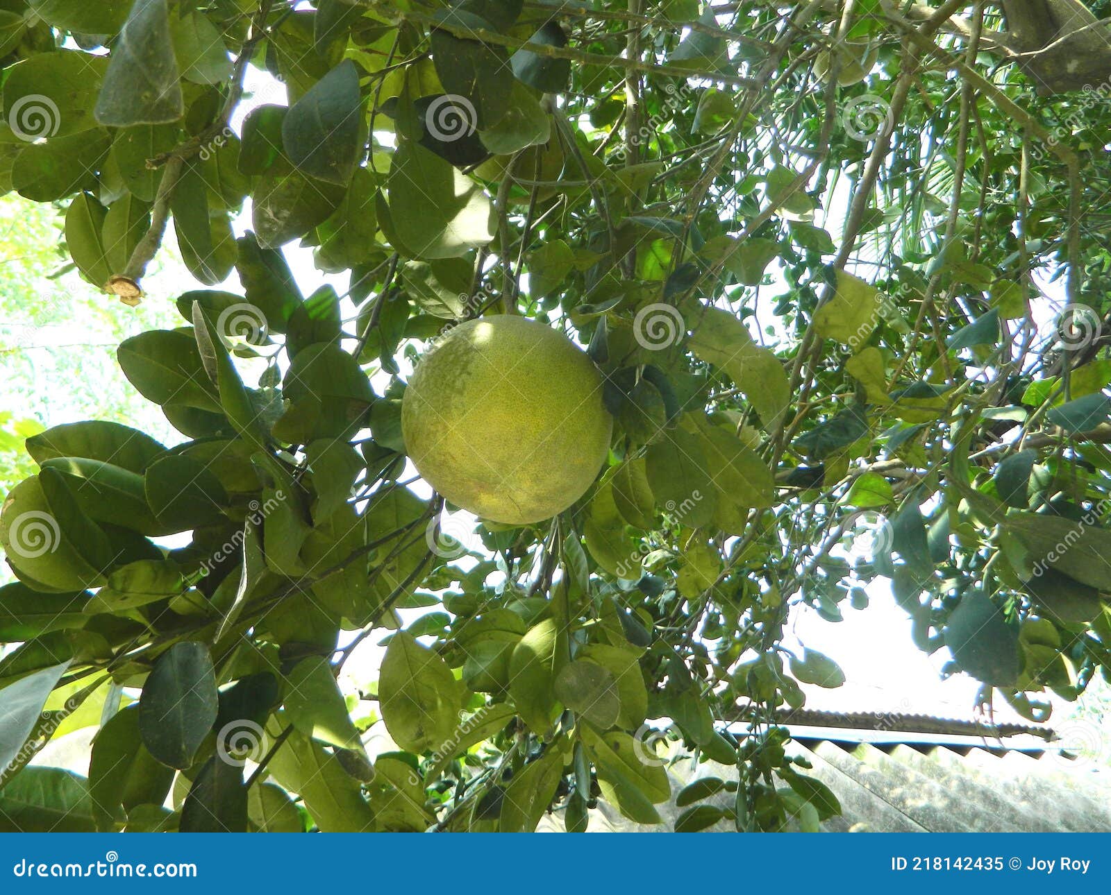 Pomelo Tree with Pomelo on Tree Stem. Stock Image - Image of light ...