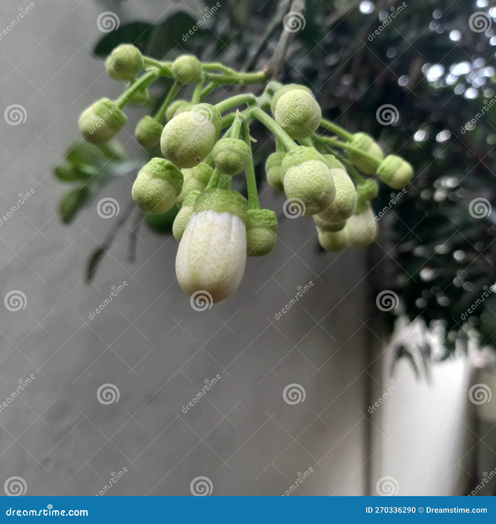 Pomelo Trees in Bloom are really Beautiful Stock Photo - Image of ...