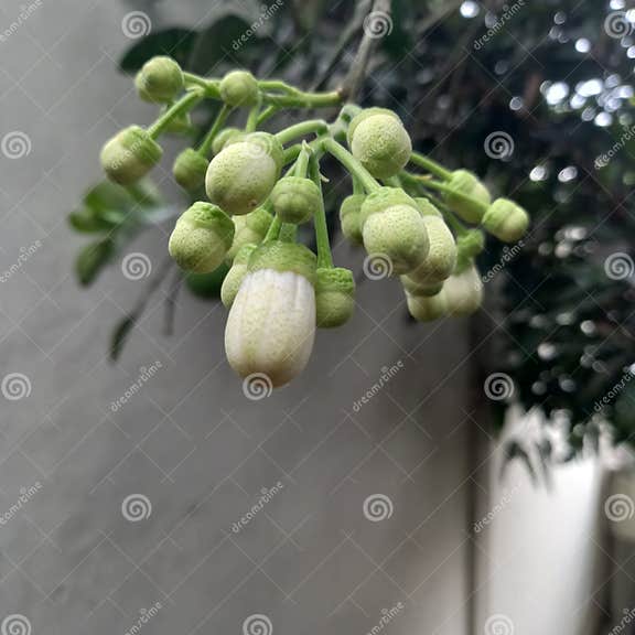 Pomelo Trees in Bloom are really Beautiful Stock Photo - Image of ...