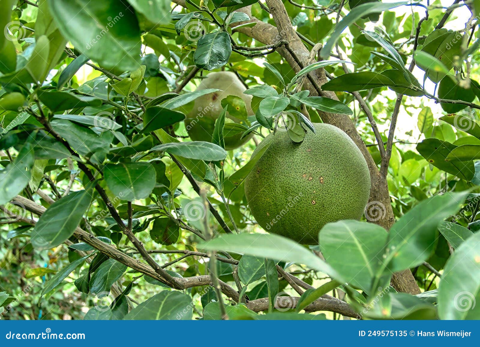 Pomelos growing on a tree stock image. Image of citrus - 249575135