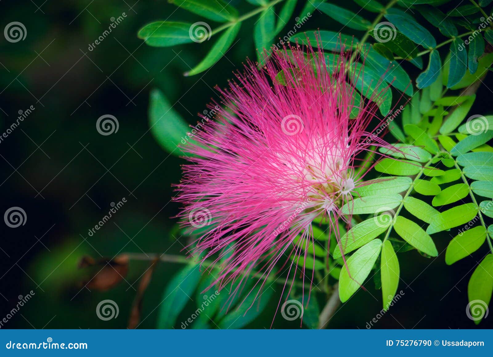 146 Pomerac Photos - Free & Royalty-Free Stock Photos from Dreamstime