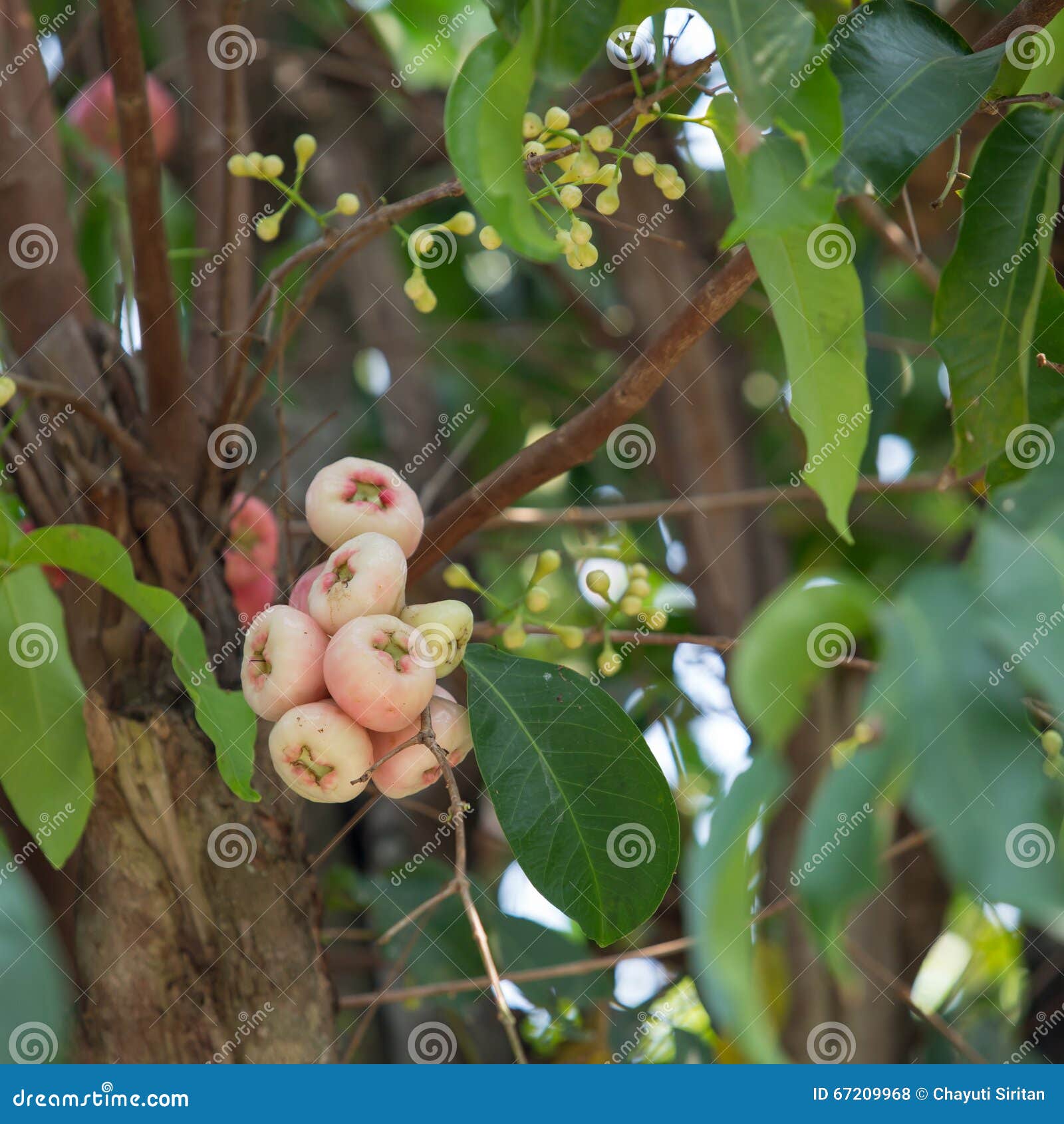 Pomerac or Malay Apple stock photo. Image of traditional - 67209968