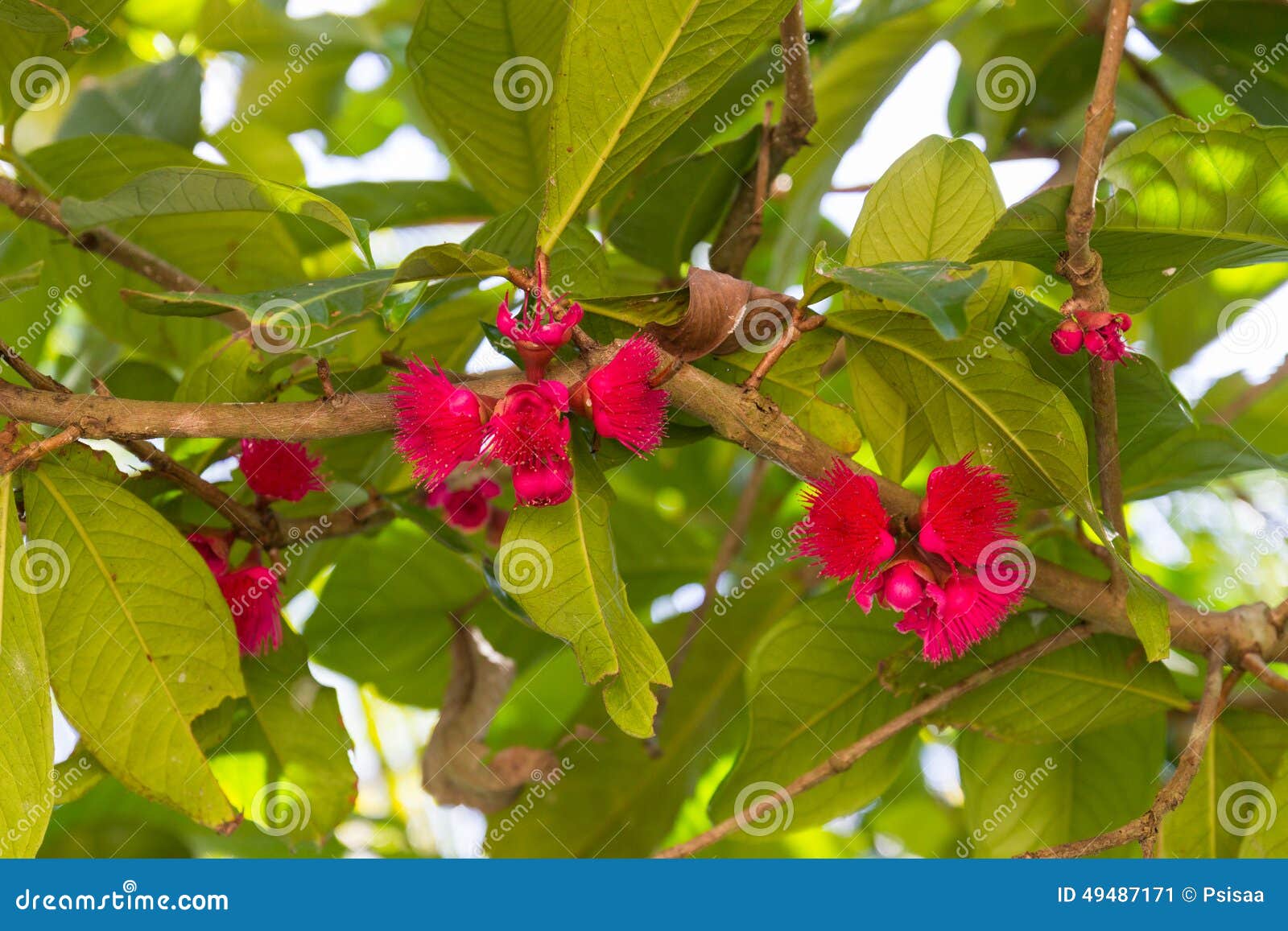 Pomerac or Malay Apple Pink Flower Stock Image - Image of pink ...