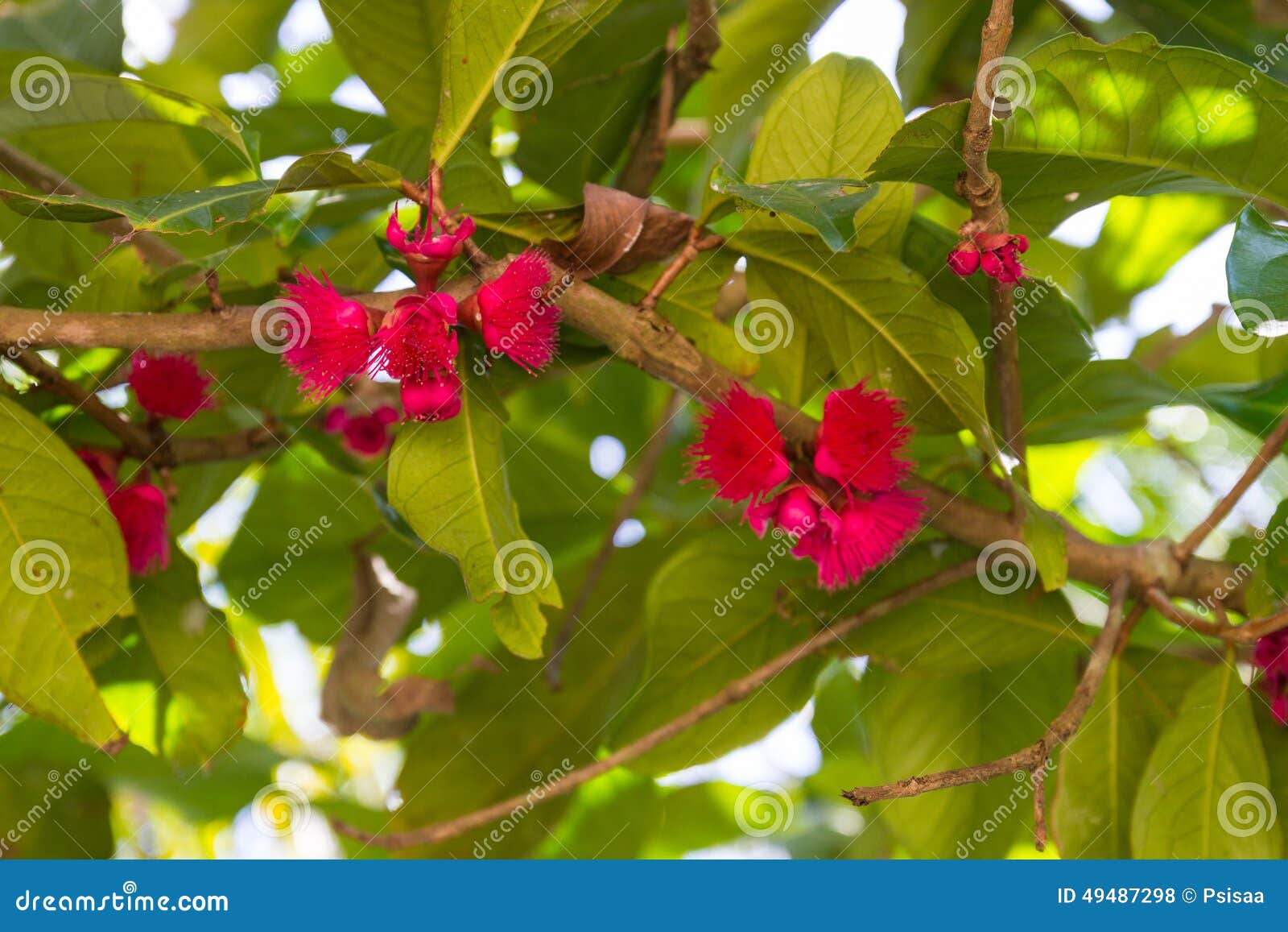 Pomerac or Malay Apple Pink Flower Stock Photo - Image of apple ...