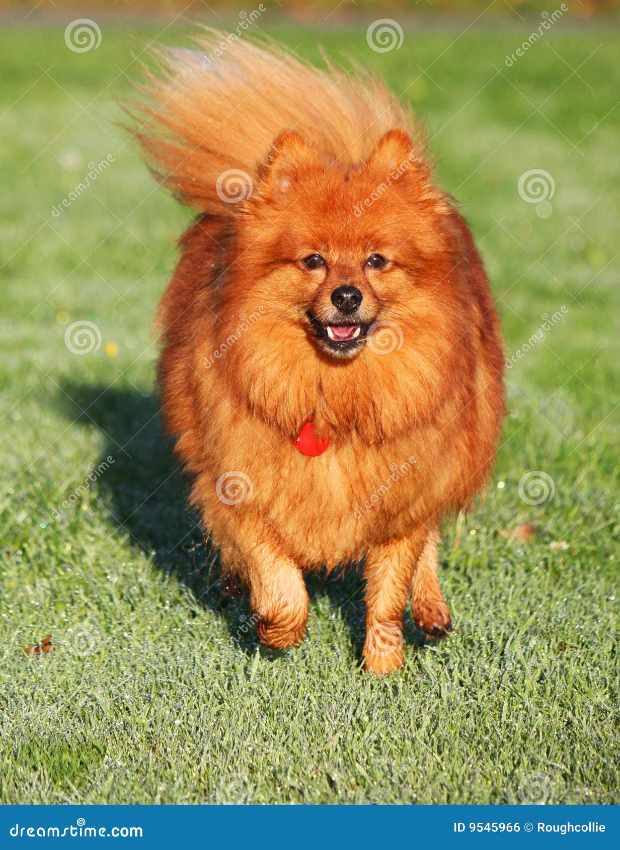 Pomeranian foto de archivo. Imagen de pomerano, animales - 9545966