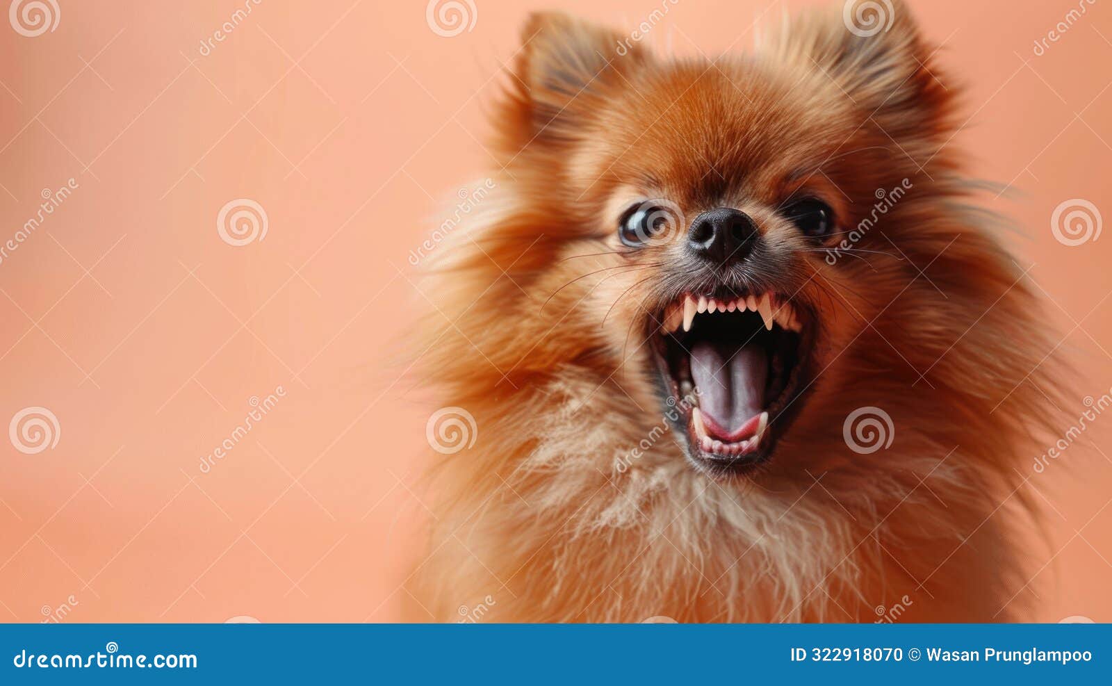 Pomeranian, Angry Dog Baring Its Teeth, Studio Lighting Pastel ...