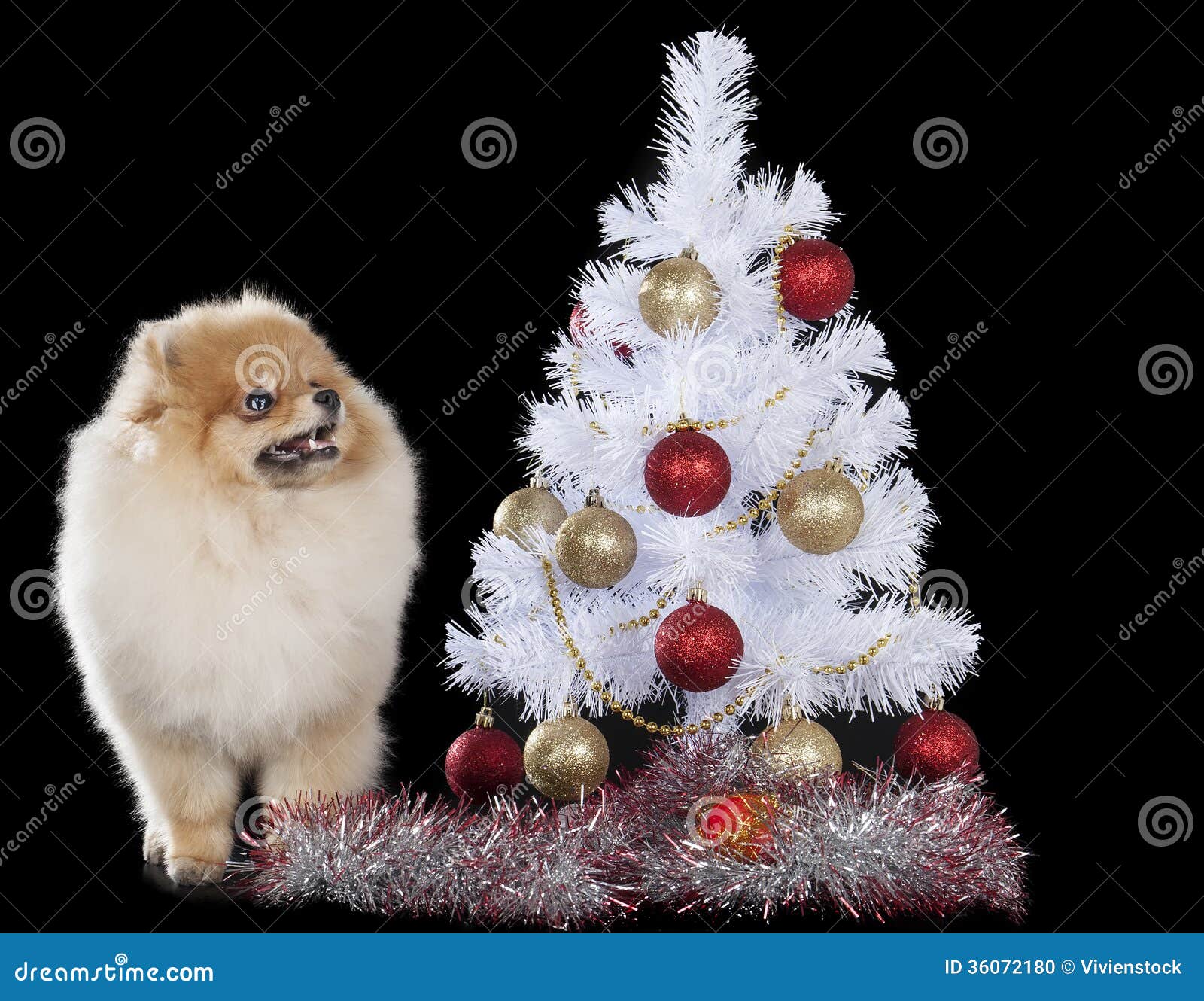 Pomeranian with Christmas Tree Stock Photo - Image of santa, decoration ...
