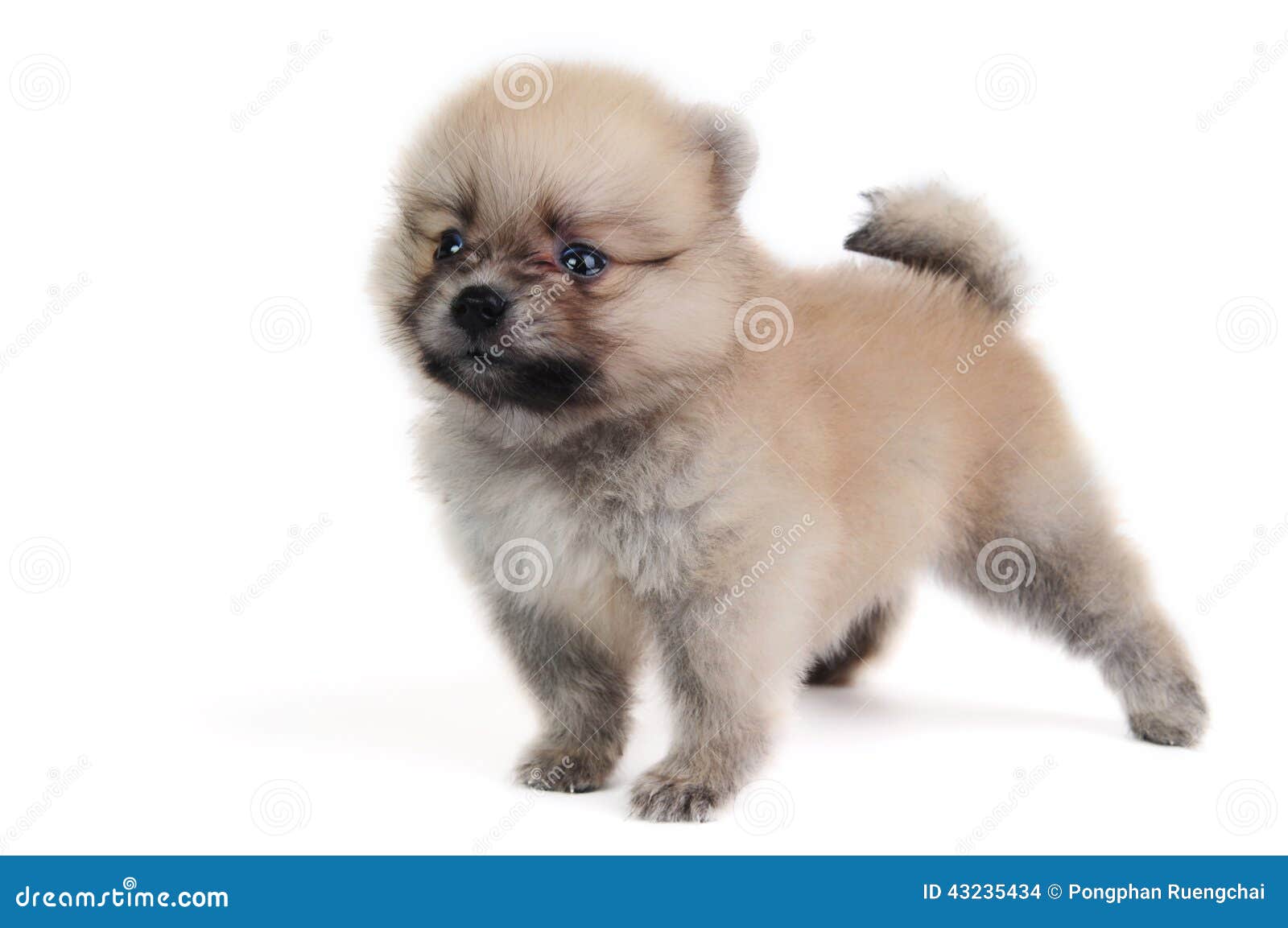 Pomeranian cream puppy stock photo. Image of pomeranian - 43235434