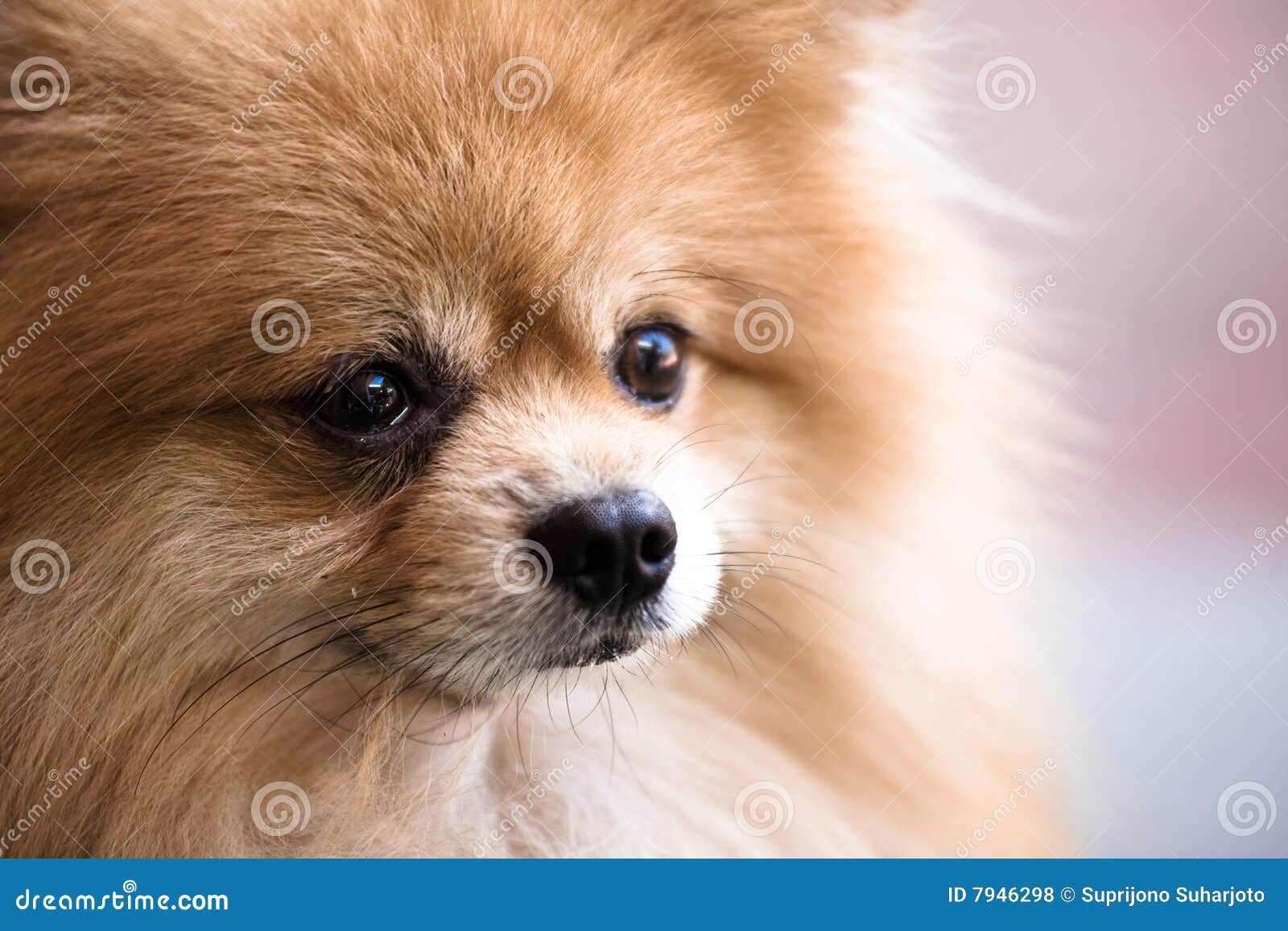 Pomeranian dog stock photo. Image of pomeranian, face - 7946298