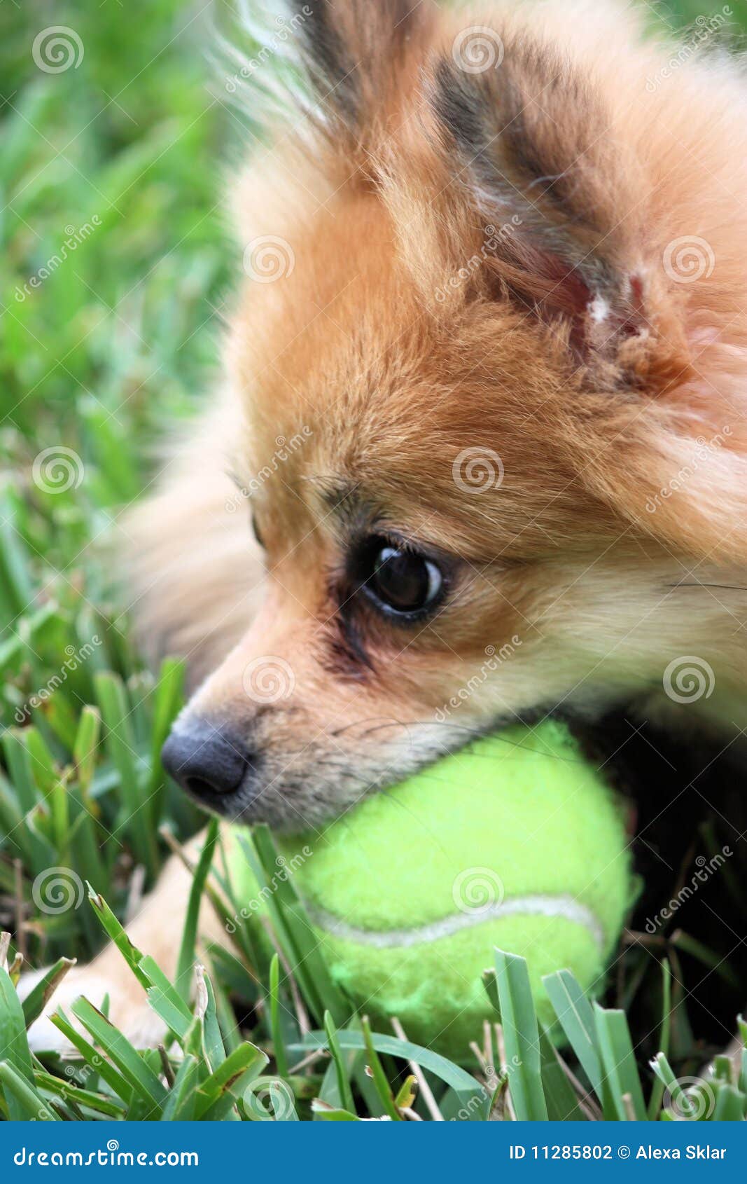 Pomeranian dog with ball stock photo. Image of sable - 11285802