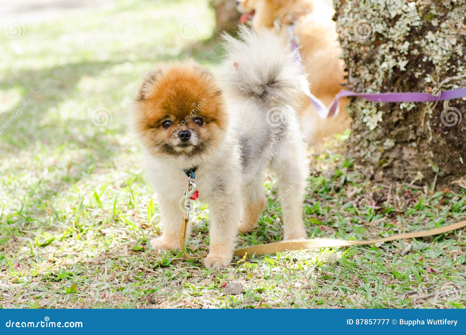 Pomeranian dog stock image. Image of brown, pomeranian - 87857777