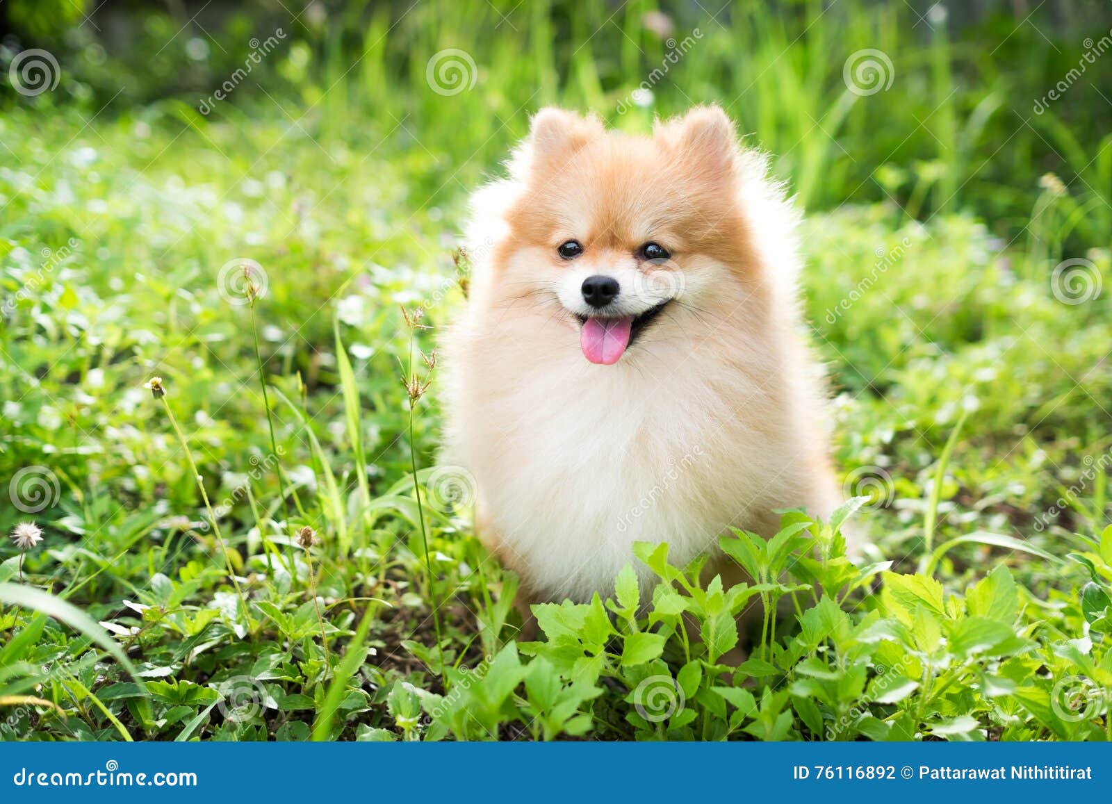Pomeranian dog stock photo. Image of countryside, friendly - 76116892