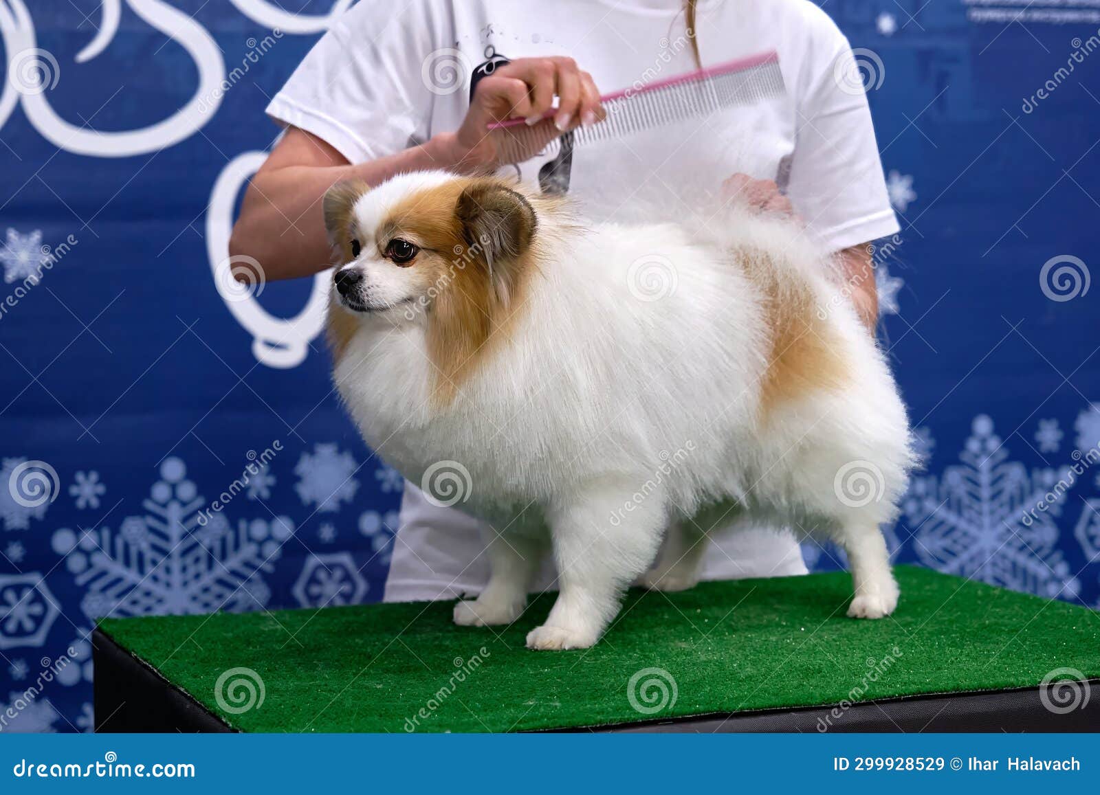 A Pomeranian Dog with a Double Coat Type after Cutting the Outer Hair ...