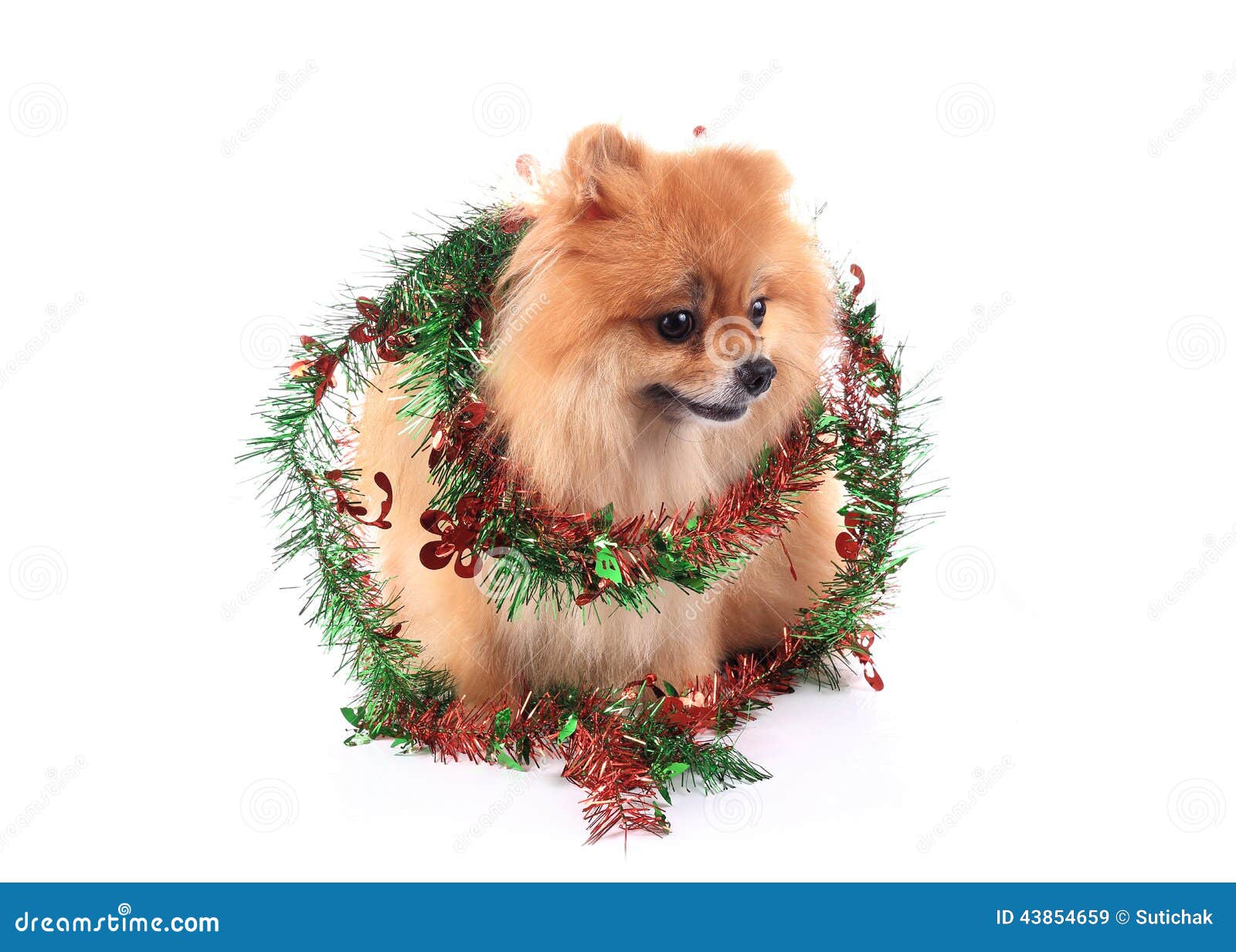 Pomeranian Dog Dressed Christmas Stock Image - Image of december ...