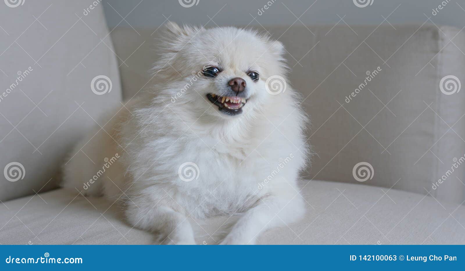 Pomeranian dog get angry imagen de archivo. Imagen de amigo - 142100063