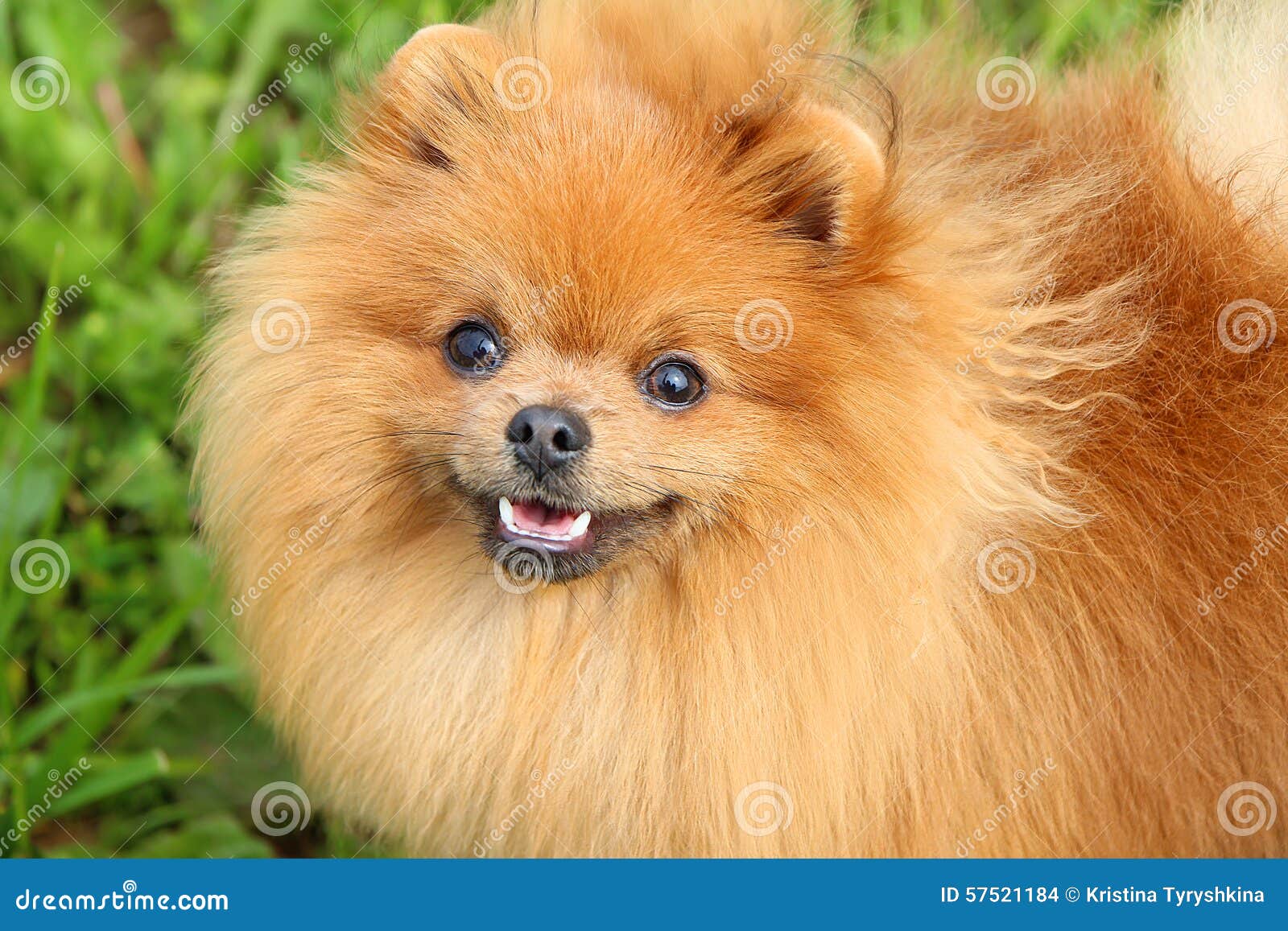 Pomeranian Dog and His Beautiful Smile Stock Photo - Image of outdoors ...