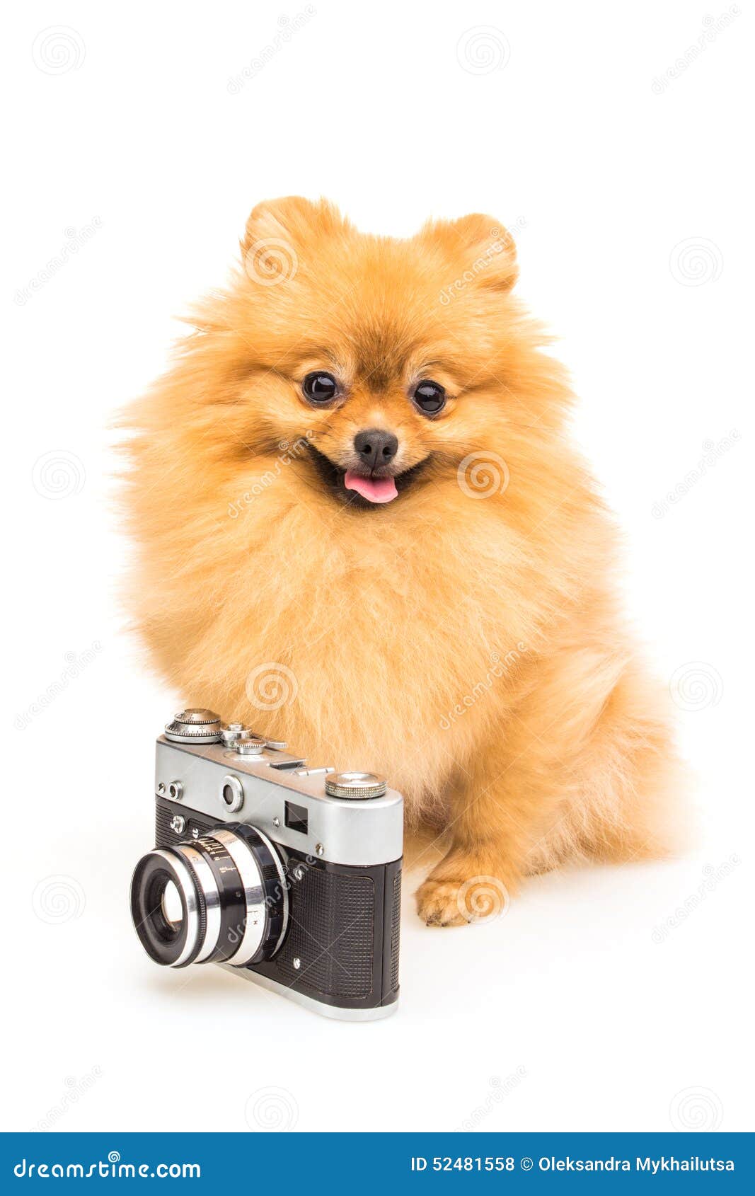 Pomeranian Dog Isolated on White with Old Retro Camera Stock Photo ...