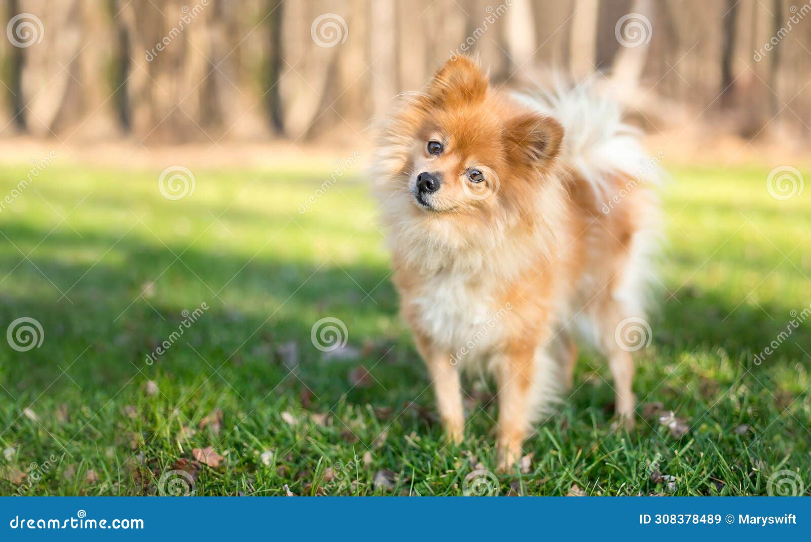A Pomeranian Dog Looking at the Camera with a Head Tilt Stock Image ...