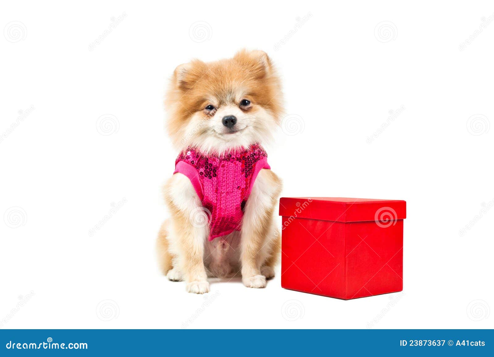 Pomeranian Dog Next To an Red Present Box Stock Image - Image of ...