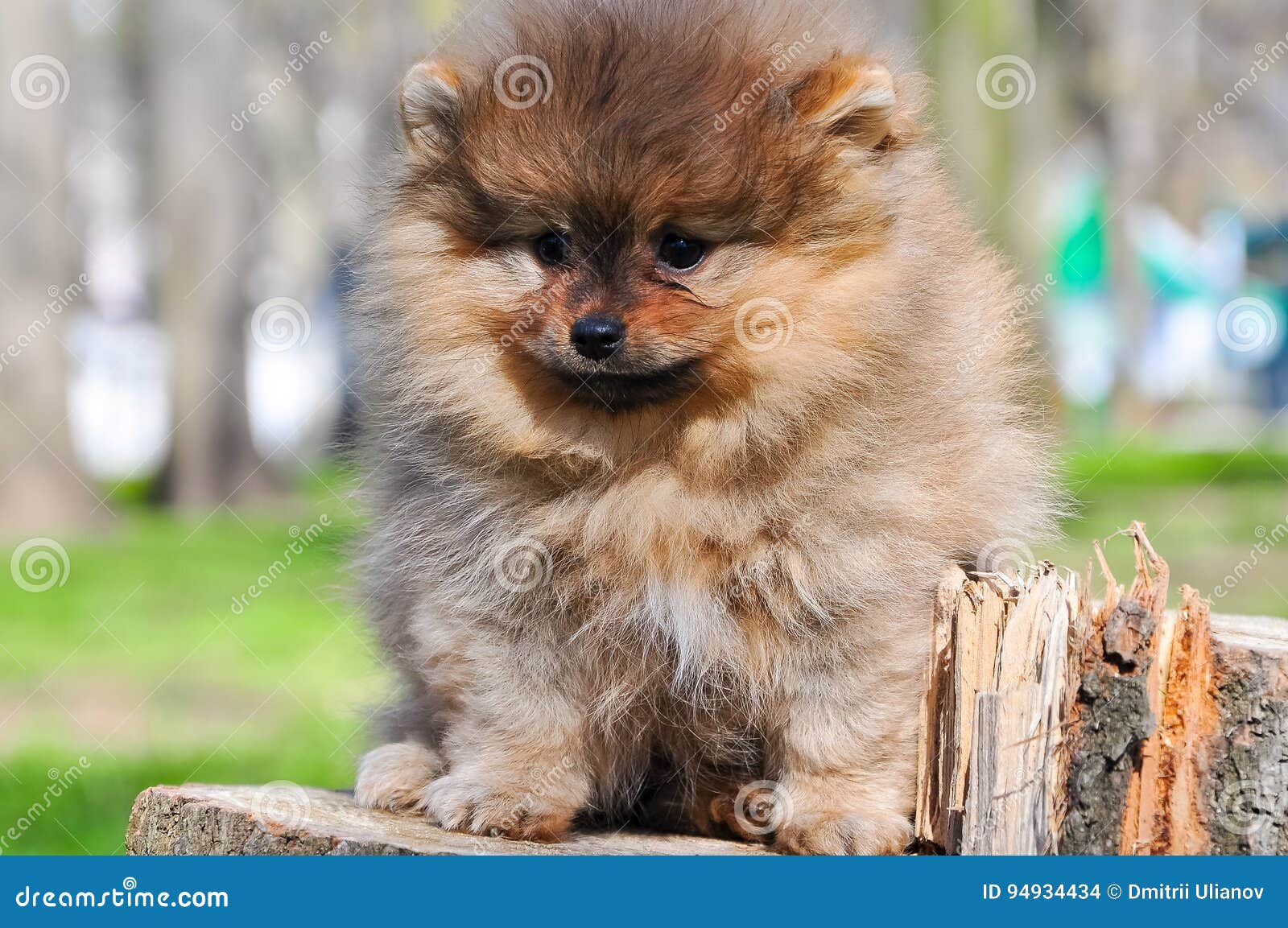 Pomeranian Dog in a Park. Dog Sits on a Tree Stock Photo - Image of ...