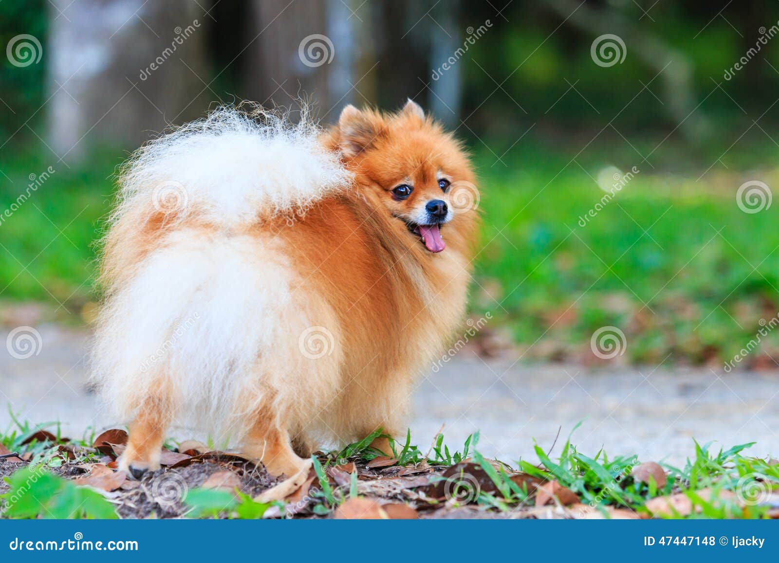 Pomeranian dog in the park stock photo. Image of hair - 47447148