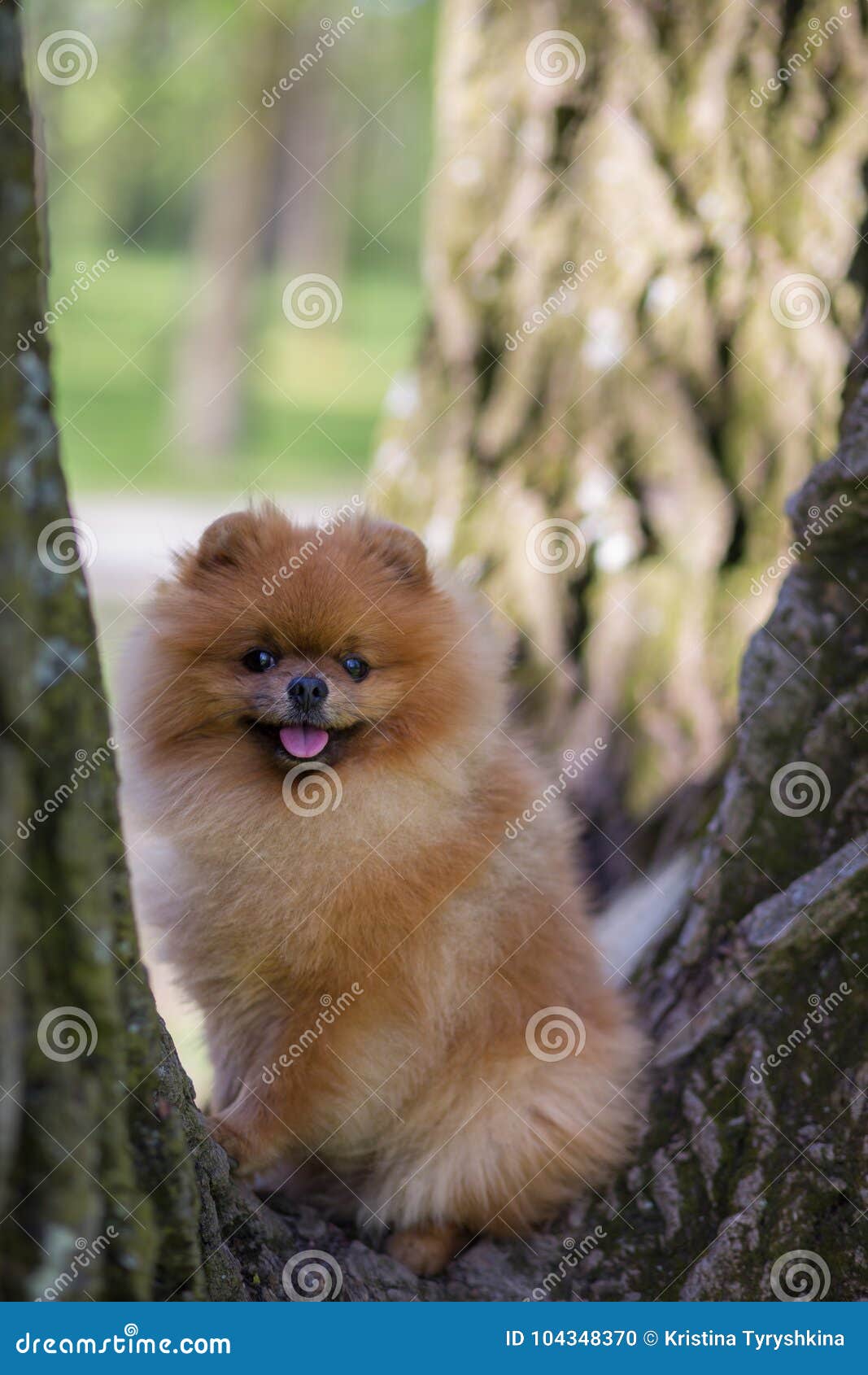Pomeranian Dog in a Park. Dog Sits on a Tree Stock Photo - Image of ...