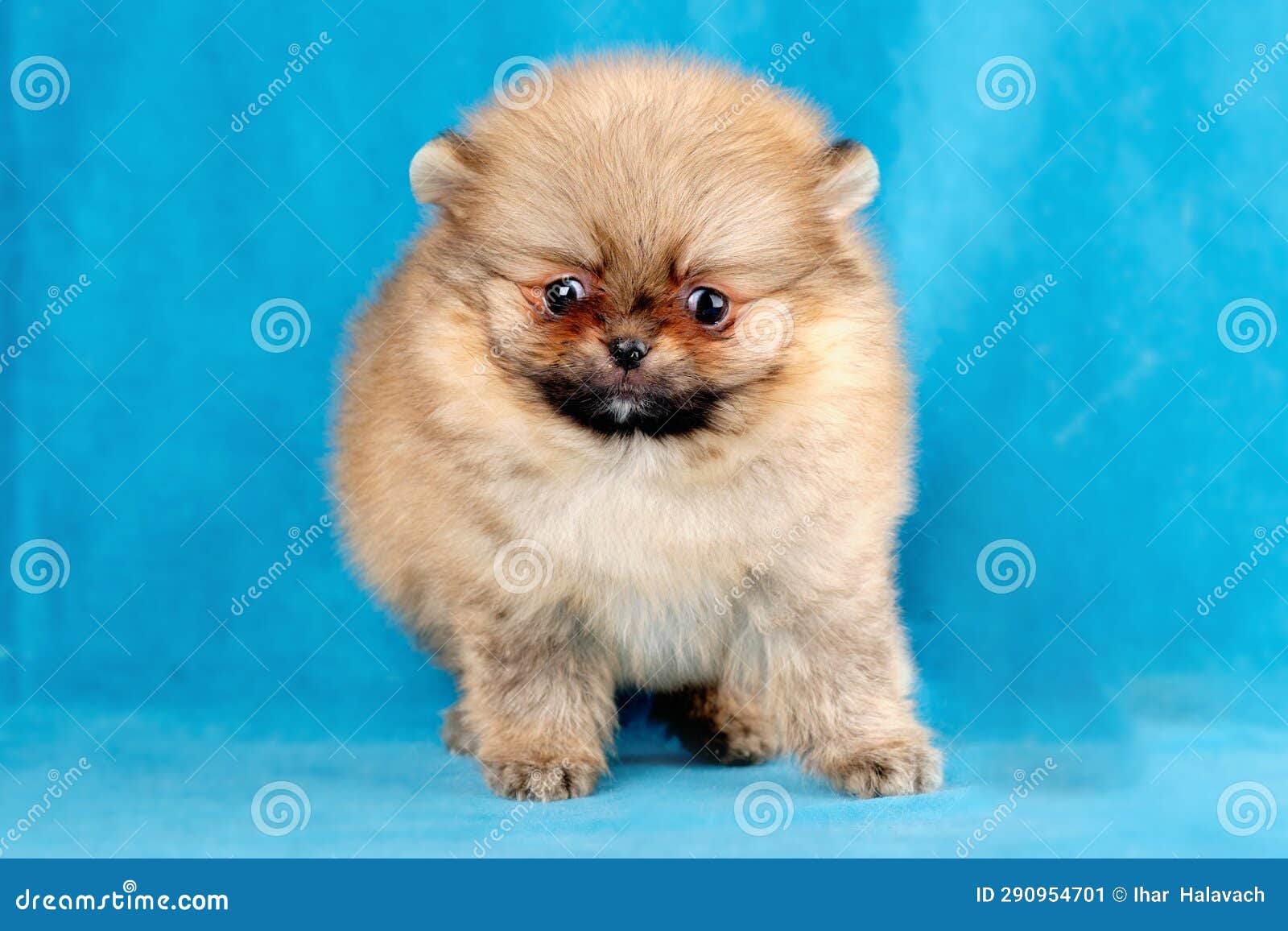 Pomeranian Dog Puppy , Front View Stock Image - Image of beautiful ...